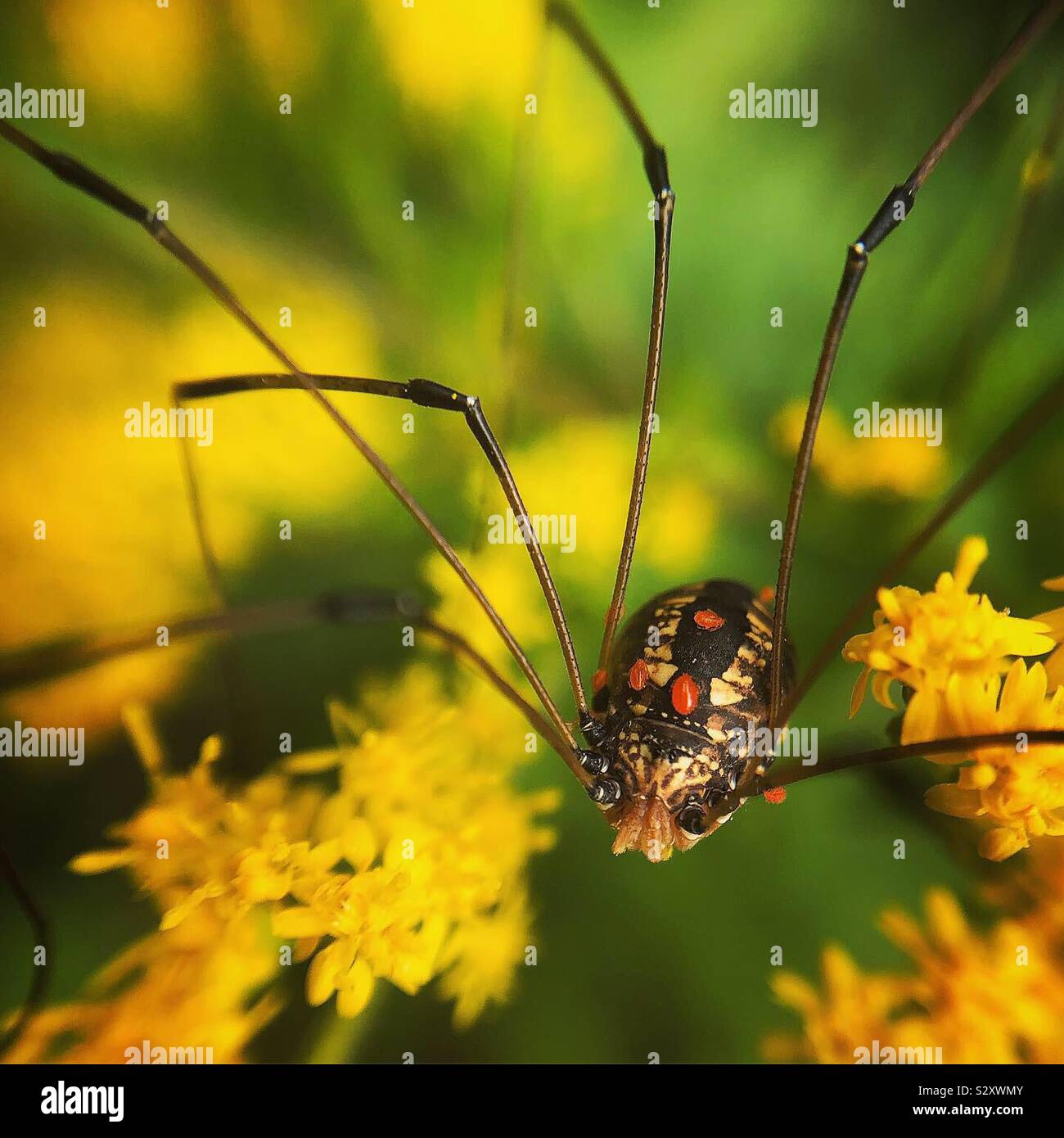 Eastern harvestman (with red mites Stock Photo - Alamy