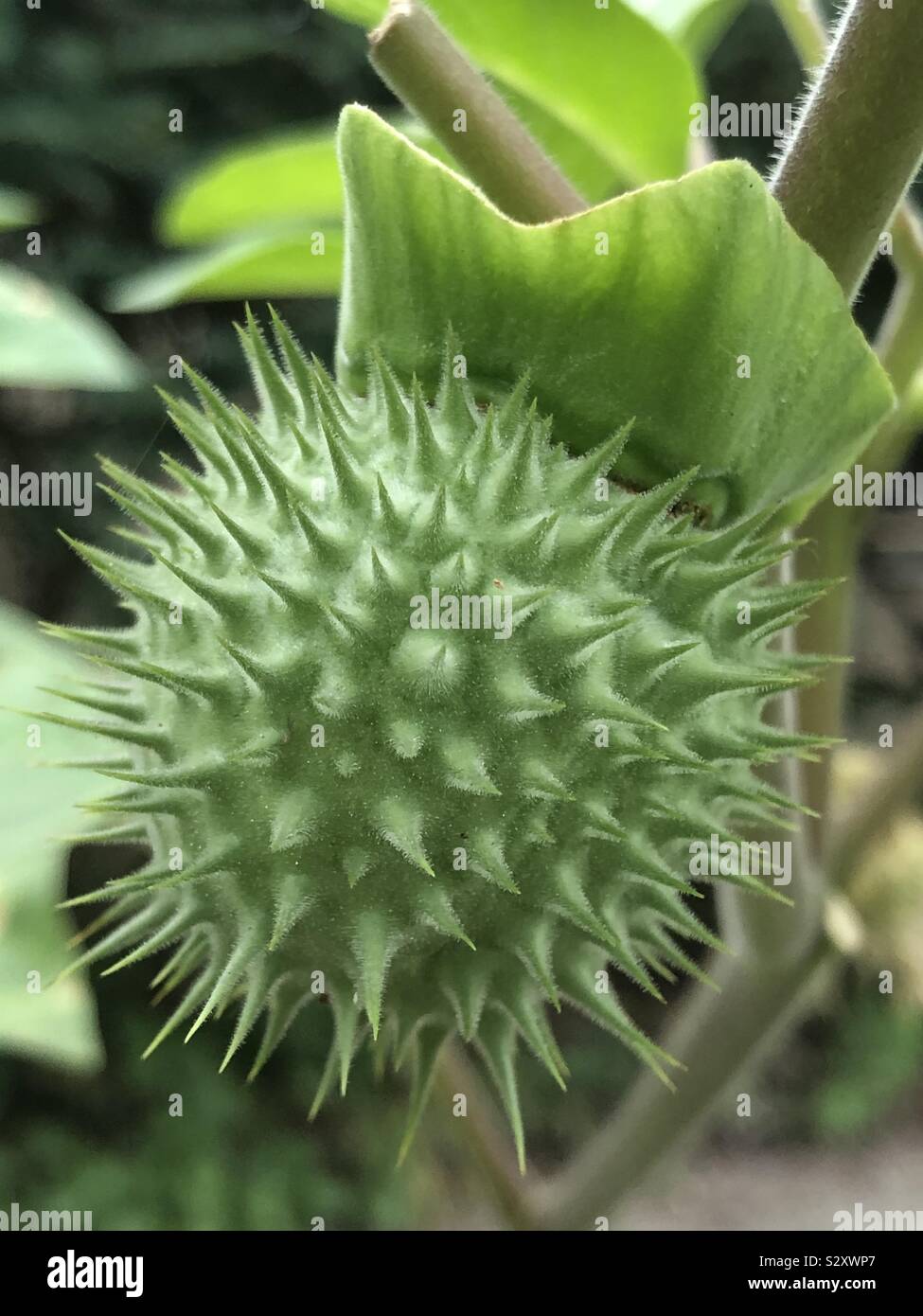 Tropical Plant Seed Pods at Lon Taylor blog
