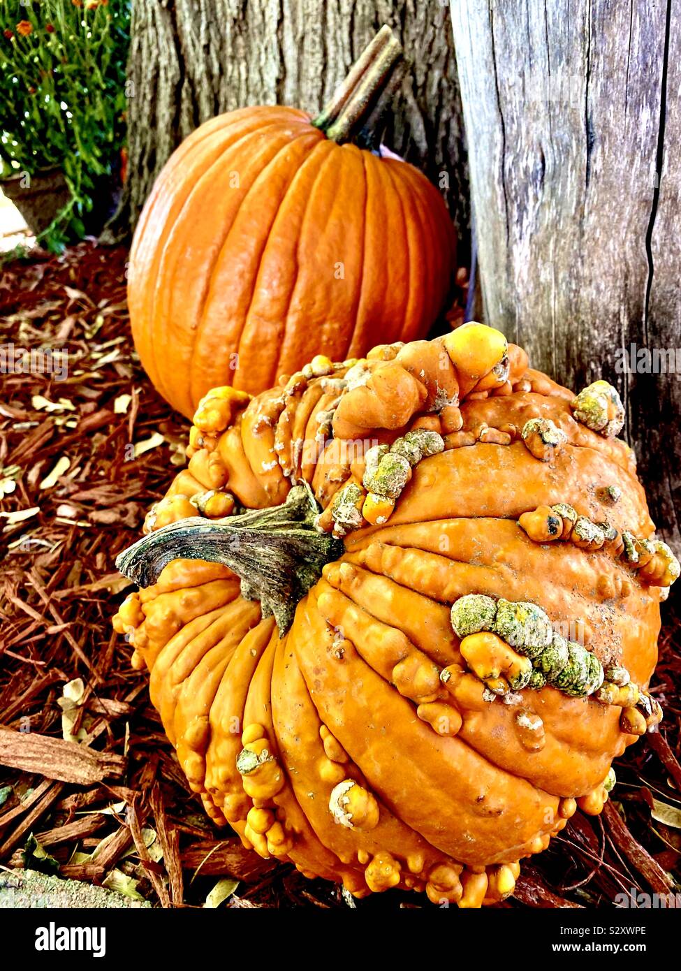 One pumpkins hi-res stock photography and images - Alamy