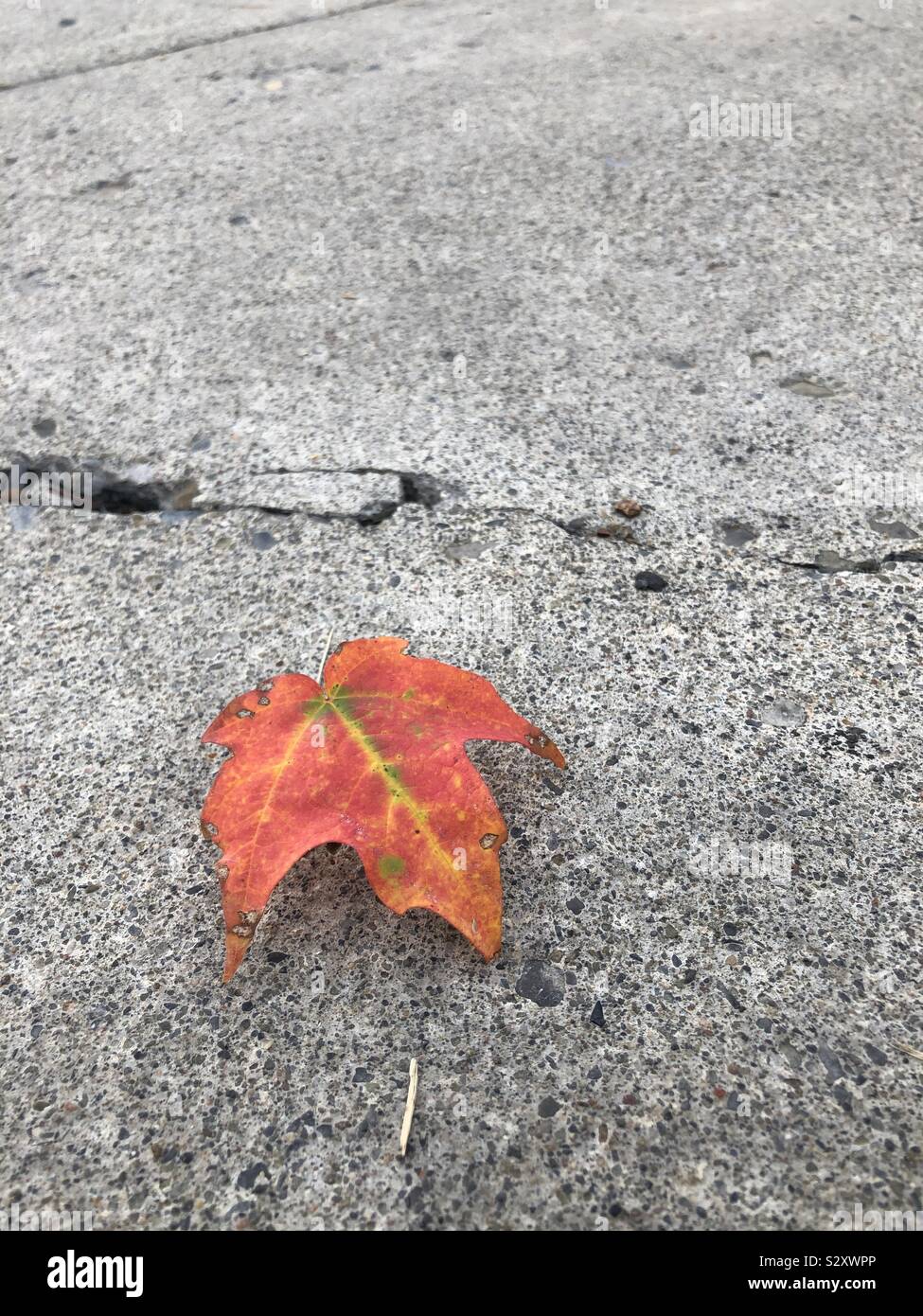 Turning new leaf hi-res stock photography and images - Alamy