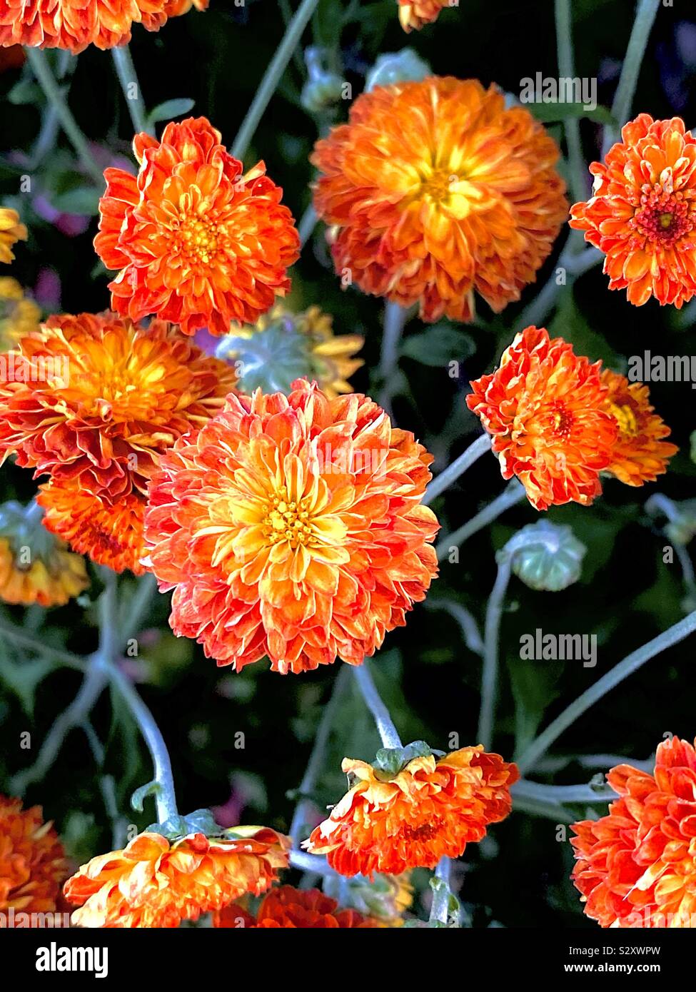 Brilliantly colored mums hi-res stock photography and images - Alamy