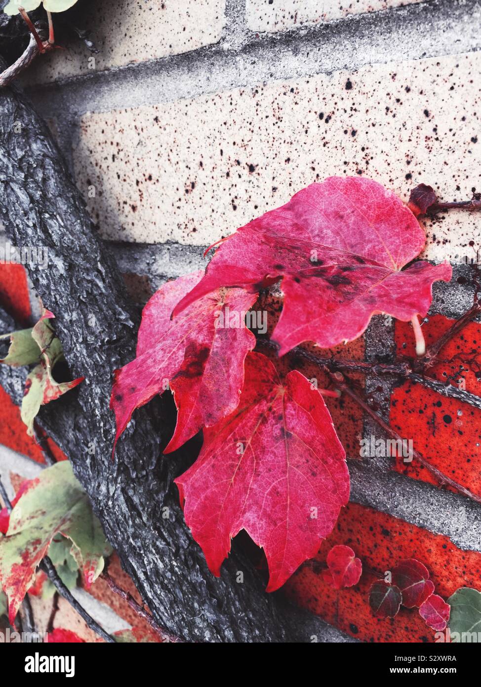 Red ivy leaves hi-res stock photography and images - Alamy