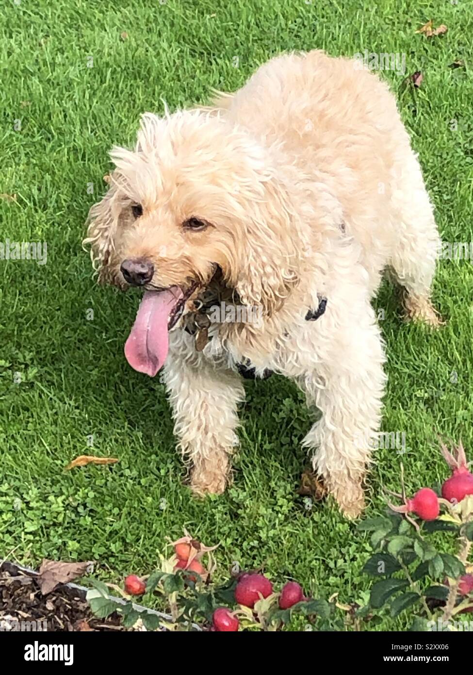 Dog with tongue hanging out hi-res stock photography and images - Alamy