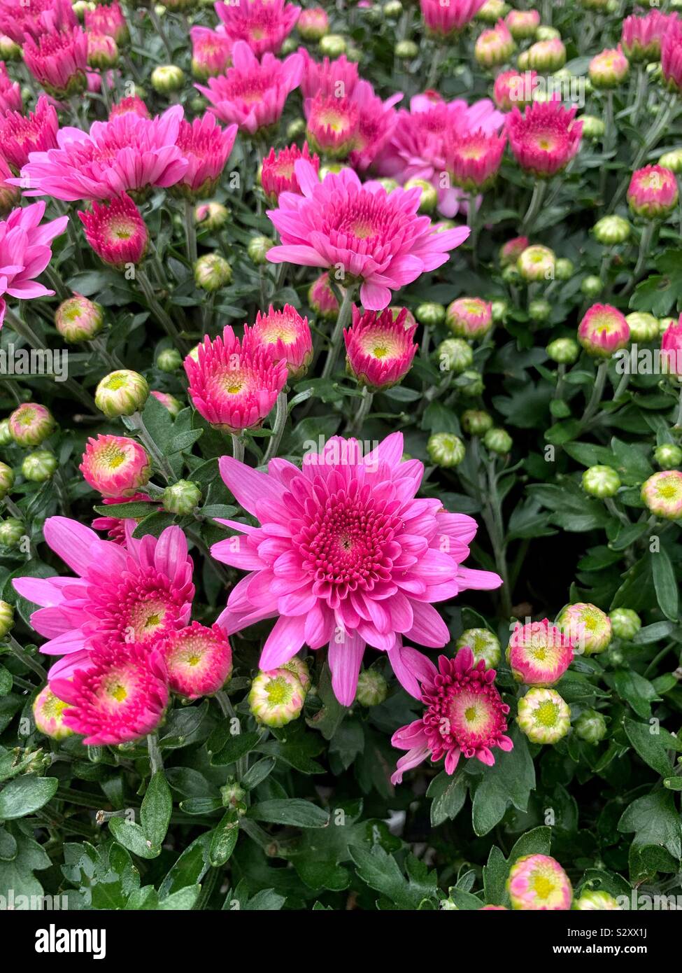 Beautiful garden fresh pink mums blossoms Stock Photo - Alamy