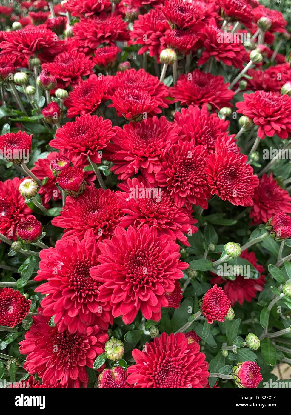 Beautiful red blooms hi-res stock photography and images - Alamy
