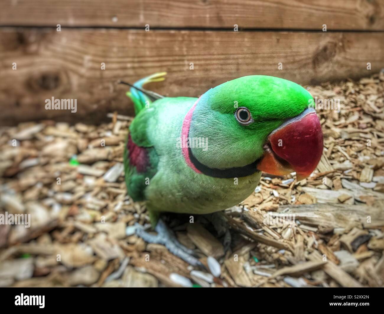 Parrot colors hi-res stock photography and images - Alamy