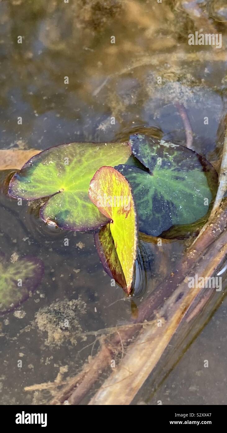 Fringe lily hi-res stock photography and images - Alamy