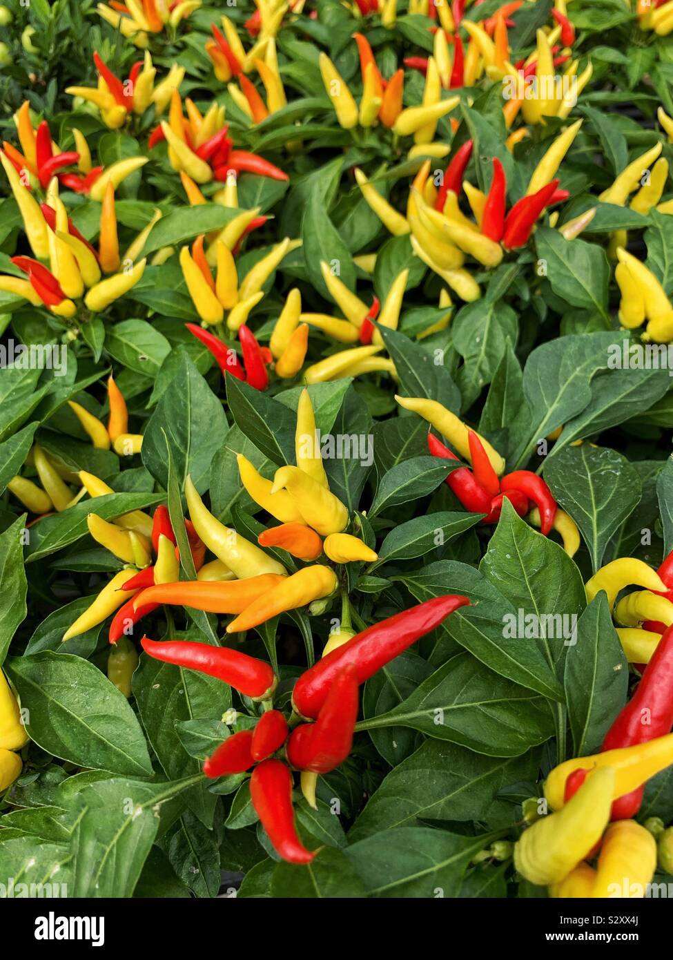 Beautiful red and yellow ornamental Medusa peppers, capsicum annuum ...