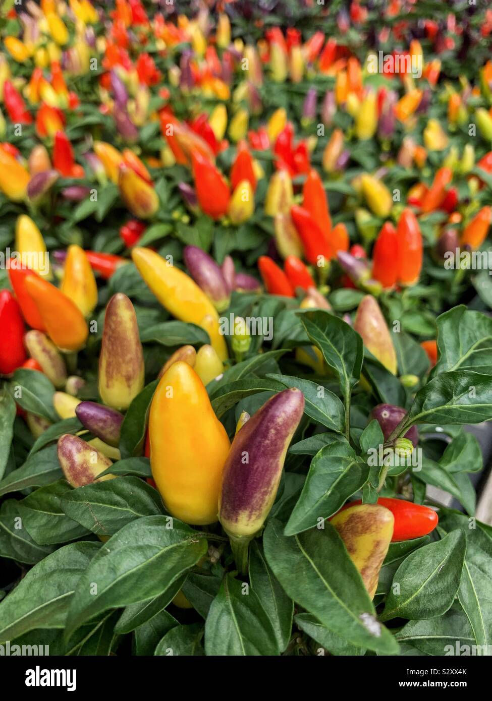 Medusa peppers hi-res stock photography and images - Alamy