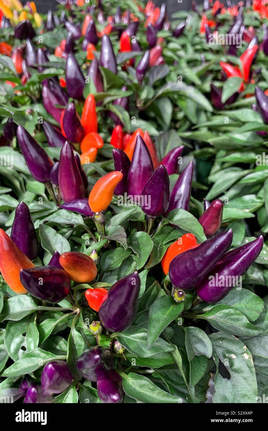 Medusa in the garden hi-res stock photography and images - Alamy