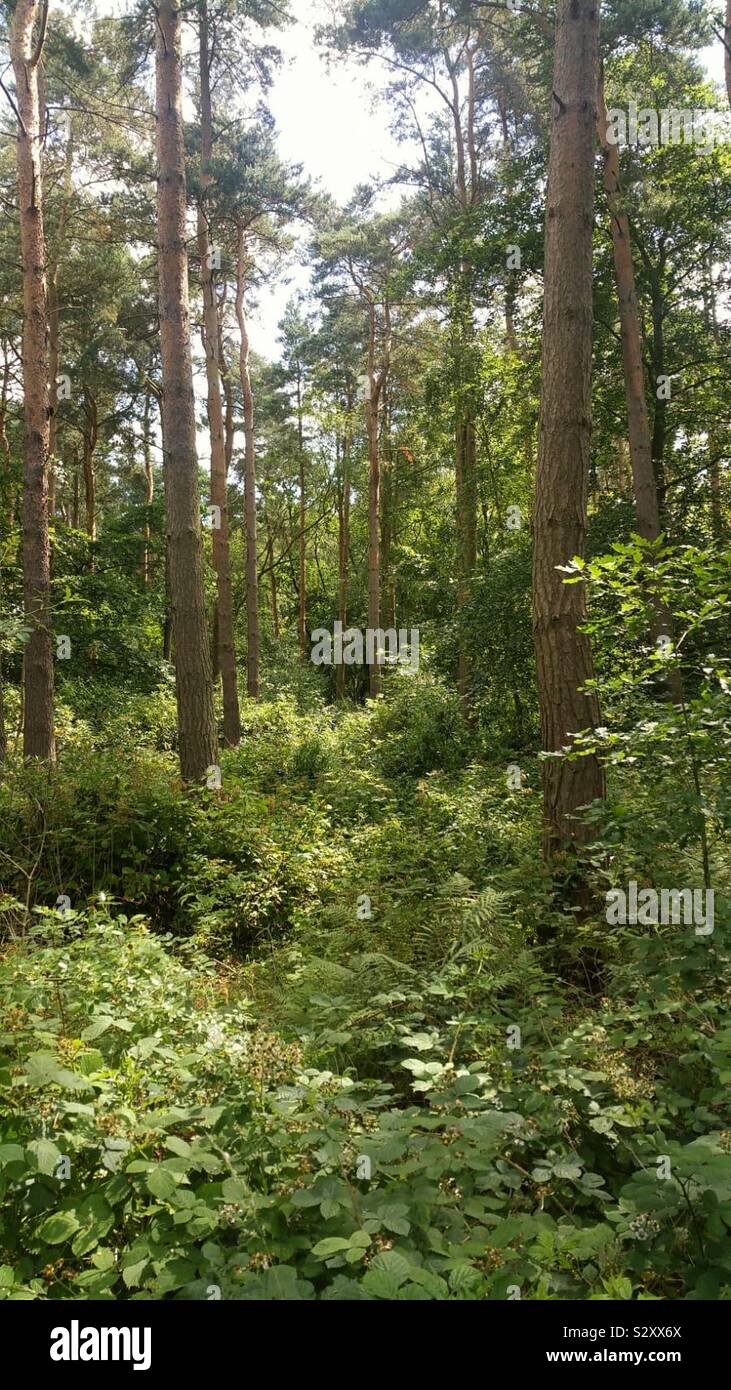 Hagg High Resolution Stock Photography and Images - Alamy
