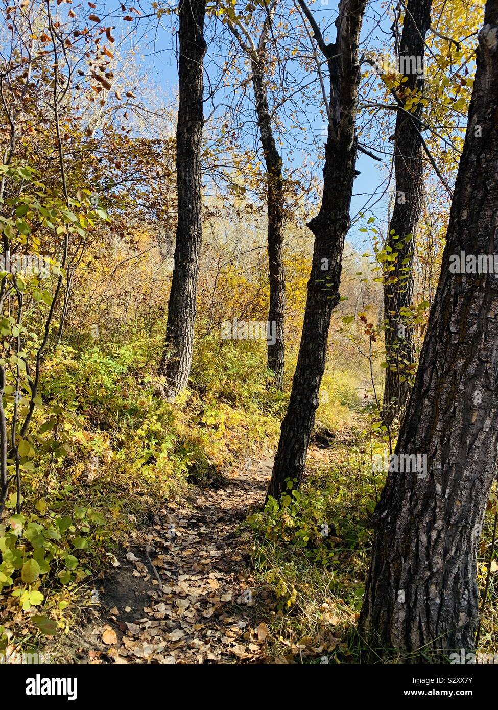 Fall trail hi-res stock photography and images - Alamy