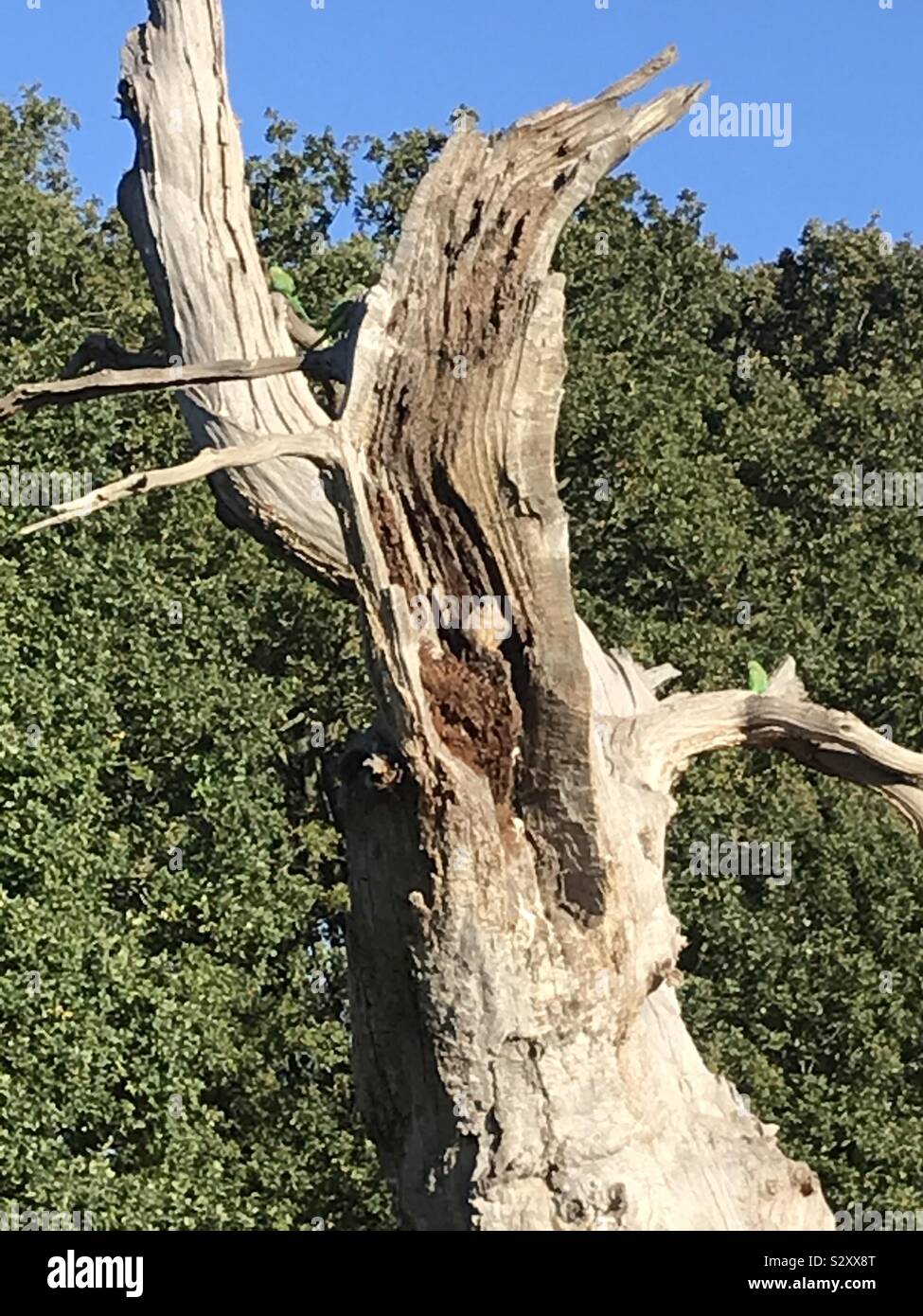 Baby Dead Stock Photos & Baby Dead Stock Images - Alamy