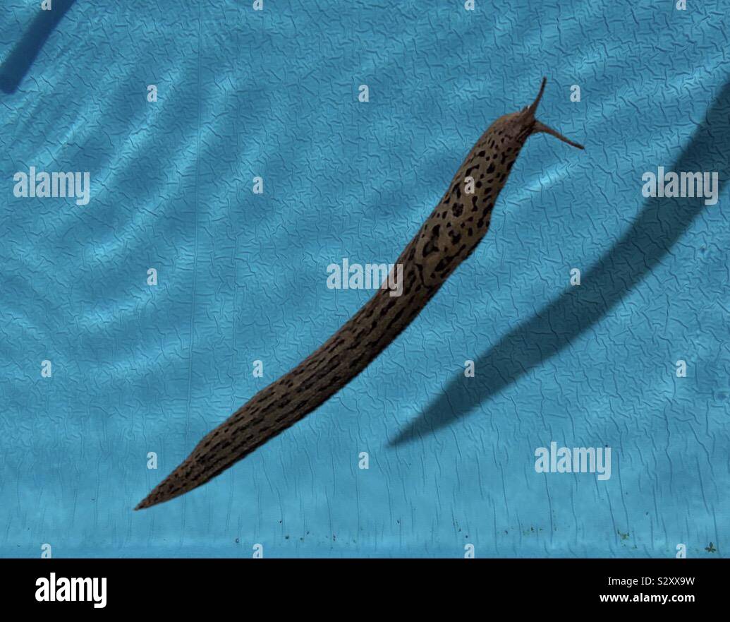 Snail in the swimming pool water Stock Photo - Alamy