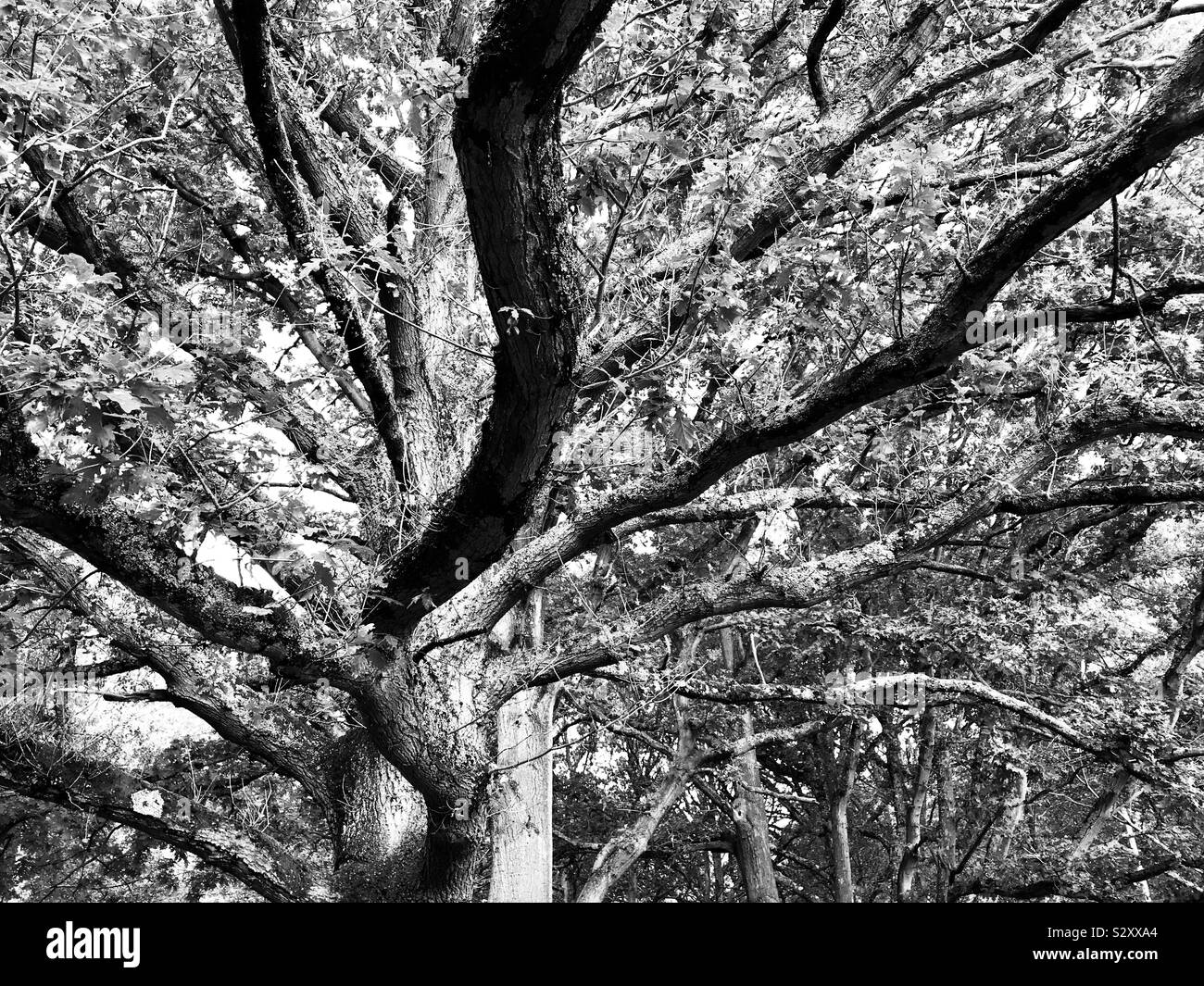 Lichen oak tree Black and White Stock Photos & Images - Alamy