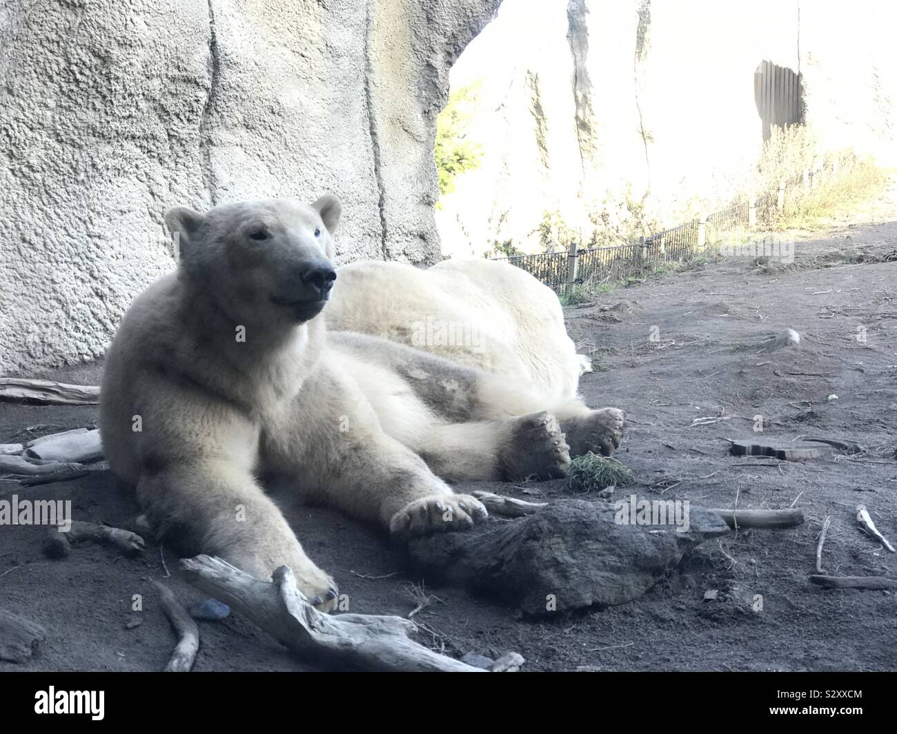 Chilling bear hi-res stock photography and images - Alamy