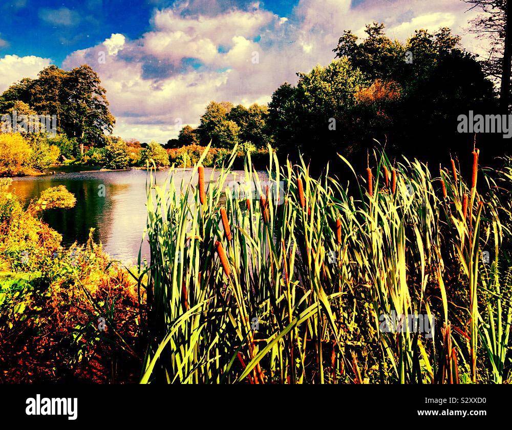 Bull Rushes High Resolution Stock Photography and Images - Alamy