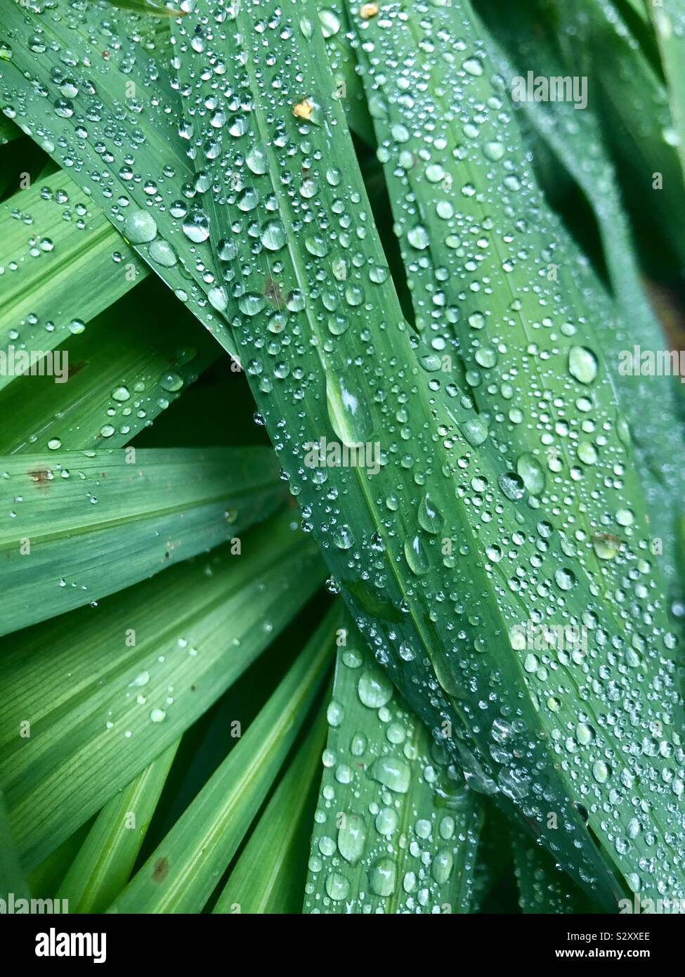 Rain drops on grass hi-res stock photography and images - Alamy