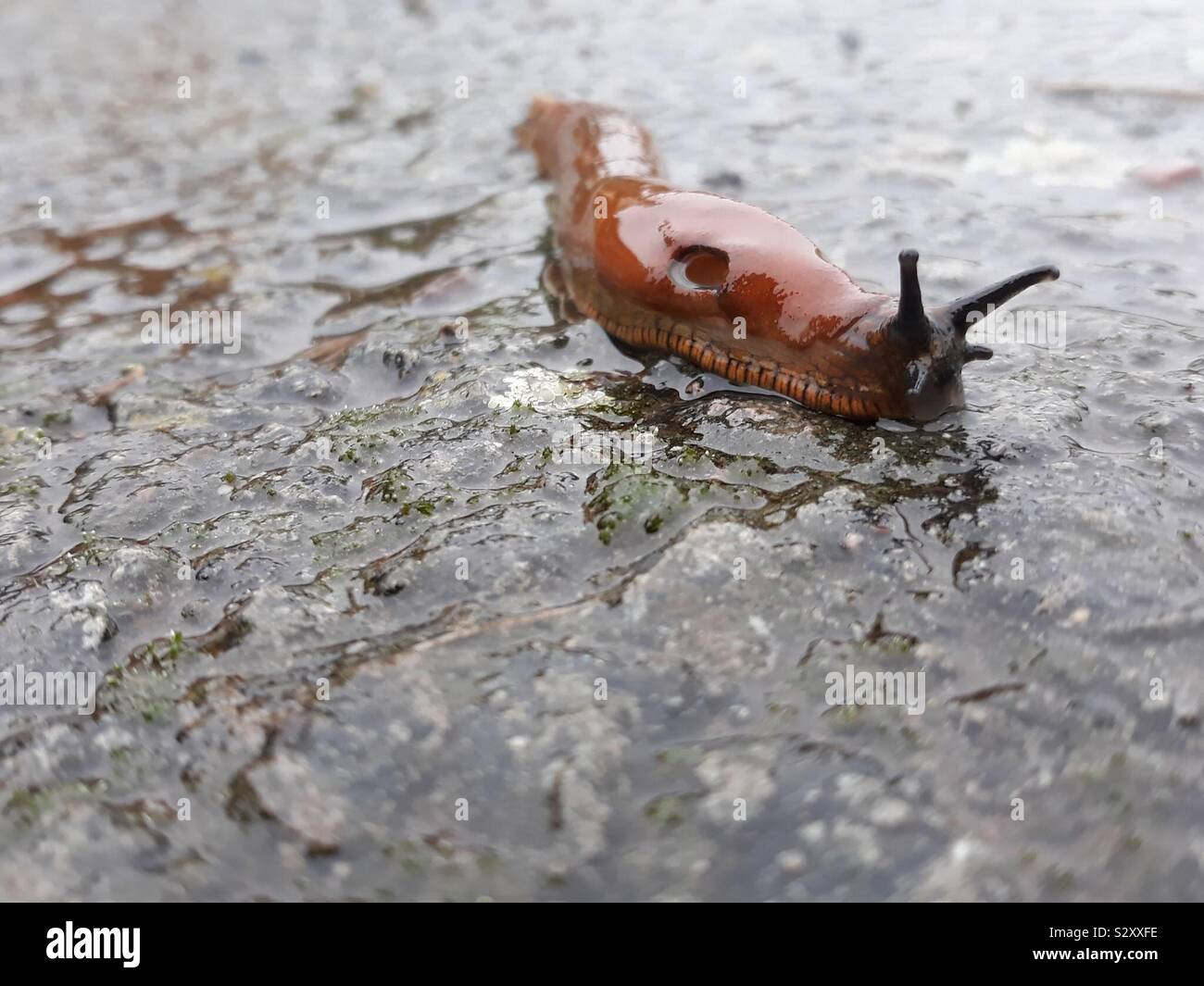 Slug with a hole hi-res stock photography and images - Alamy