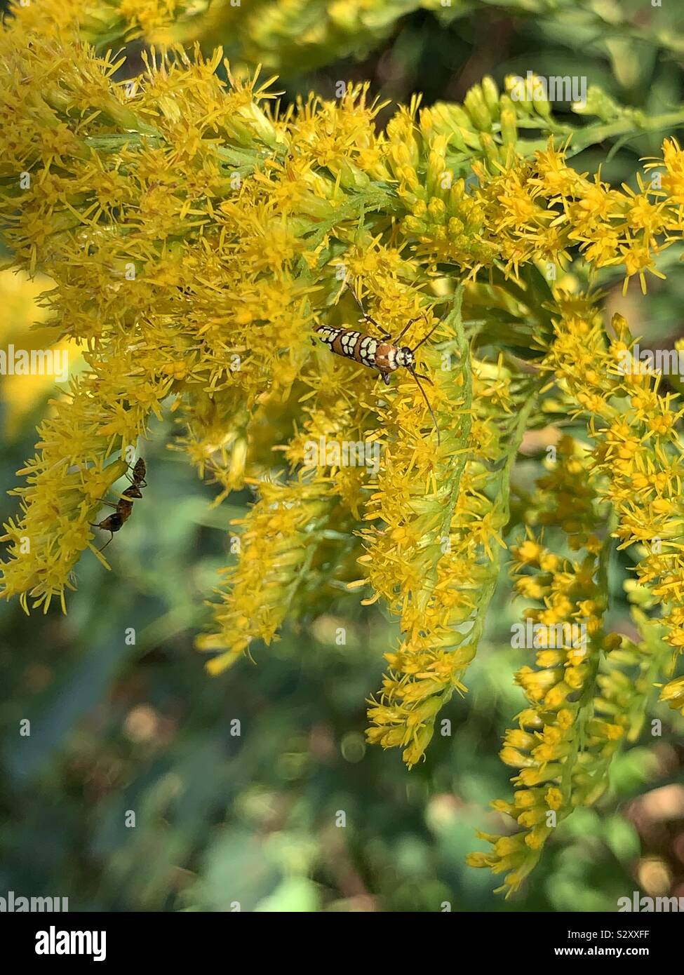 Goldenrod blooms with insects on the plant in the forest Stock Photo ...