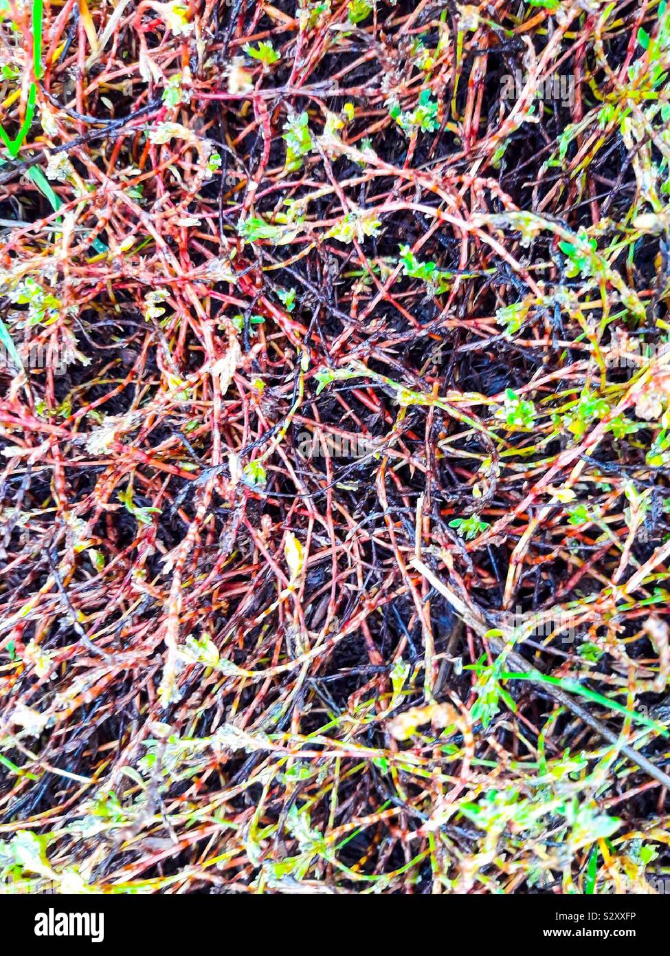 Tangled weeds hi-res stock photography and images - Alamy