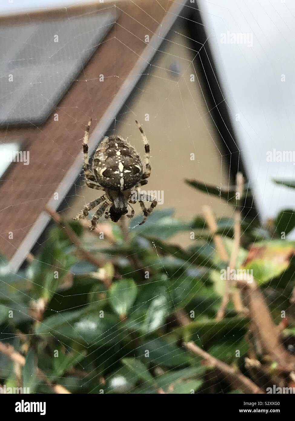 Crawling spider hi-res stock photography and images - Alamy