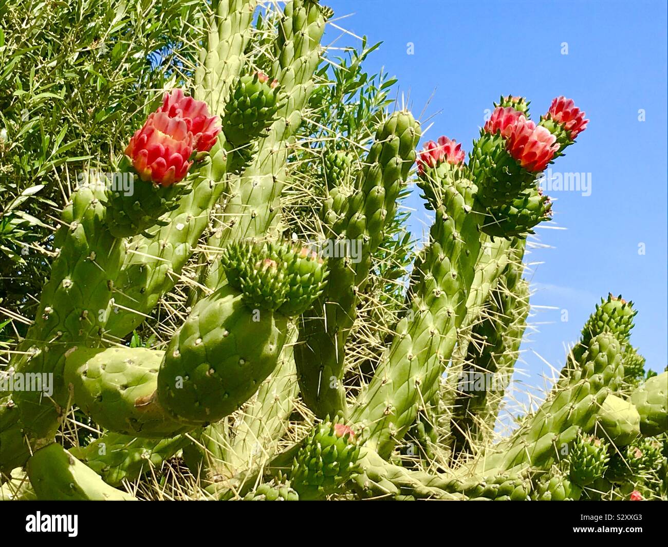 Cane cactus hi-res stock photography and images - Alamy
