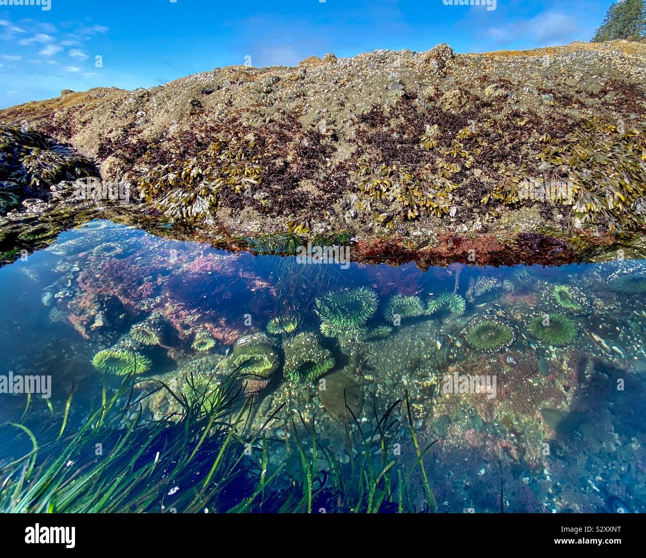 Tidal pool with anemones at Shi Shi beach, Olympic National Park ...