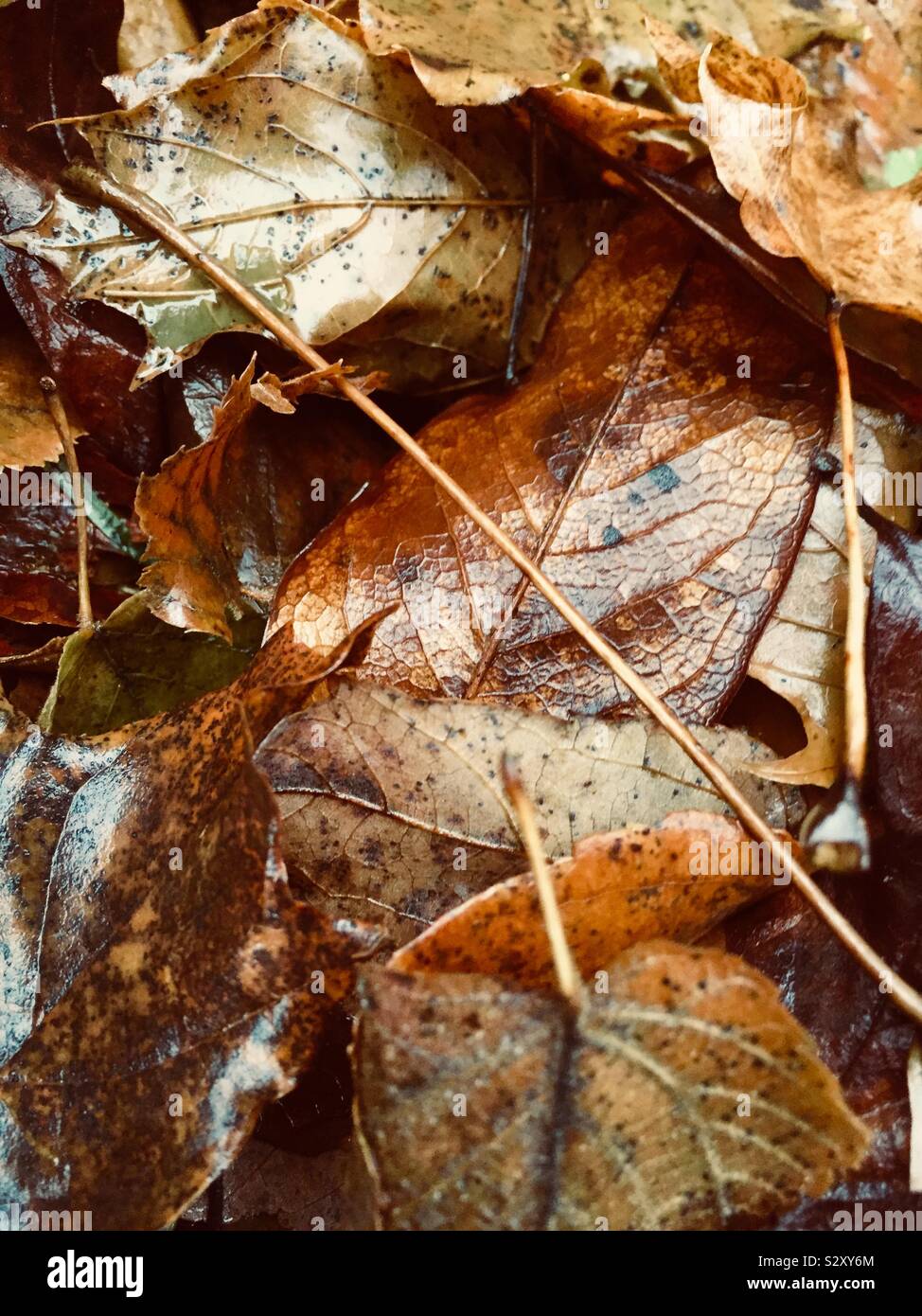 Wet leaves hi-res stock photography and images - Alamy