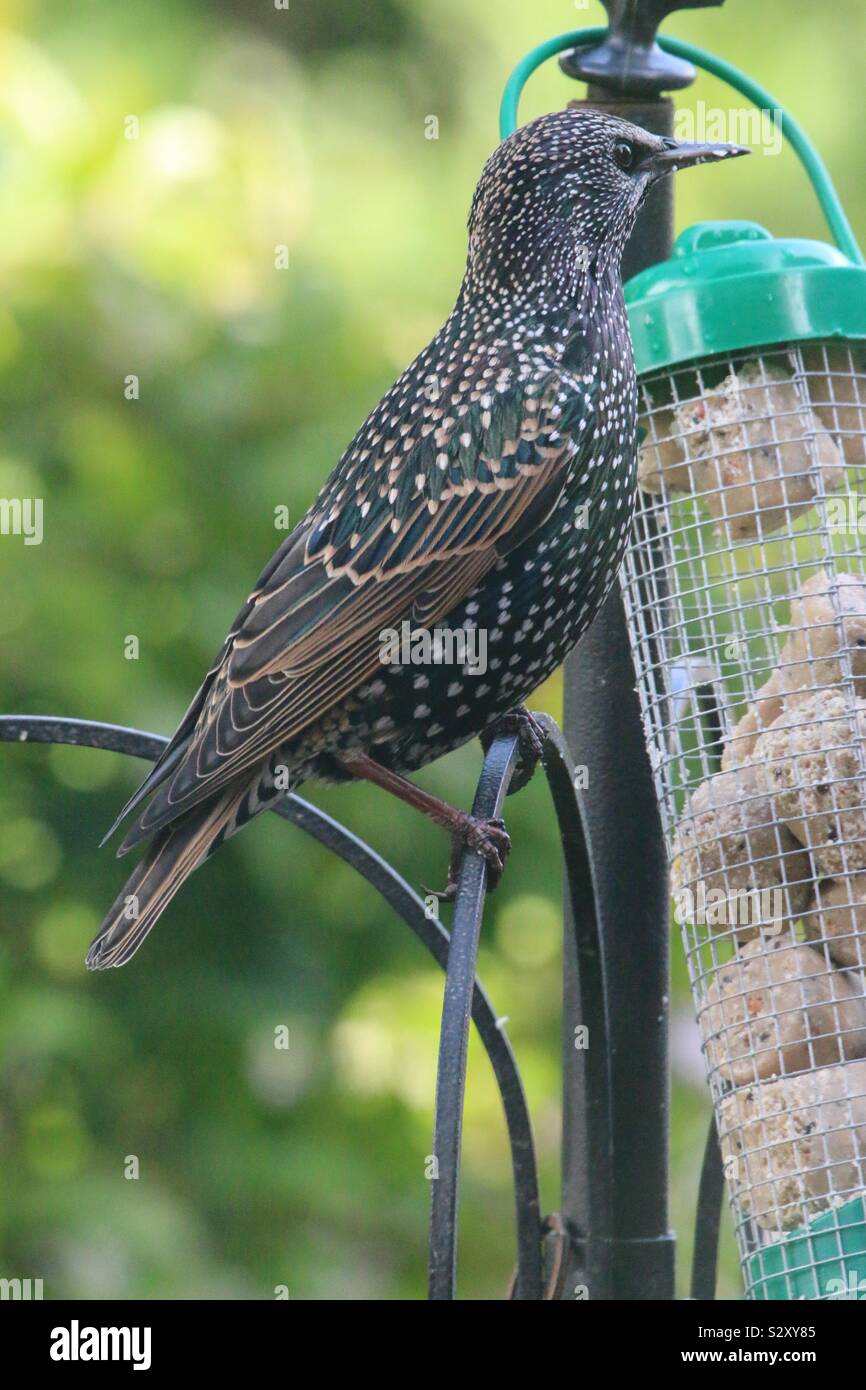 Common Starling at feed Stock Photo - Alamy