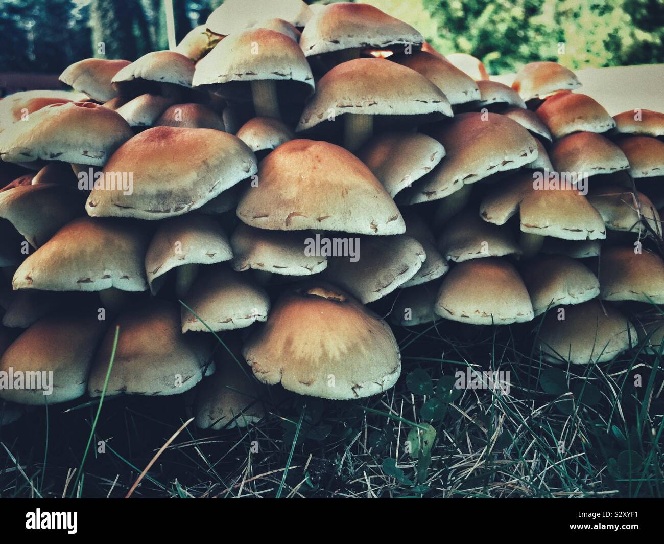 Fungi close up Stock Photo - Alamy