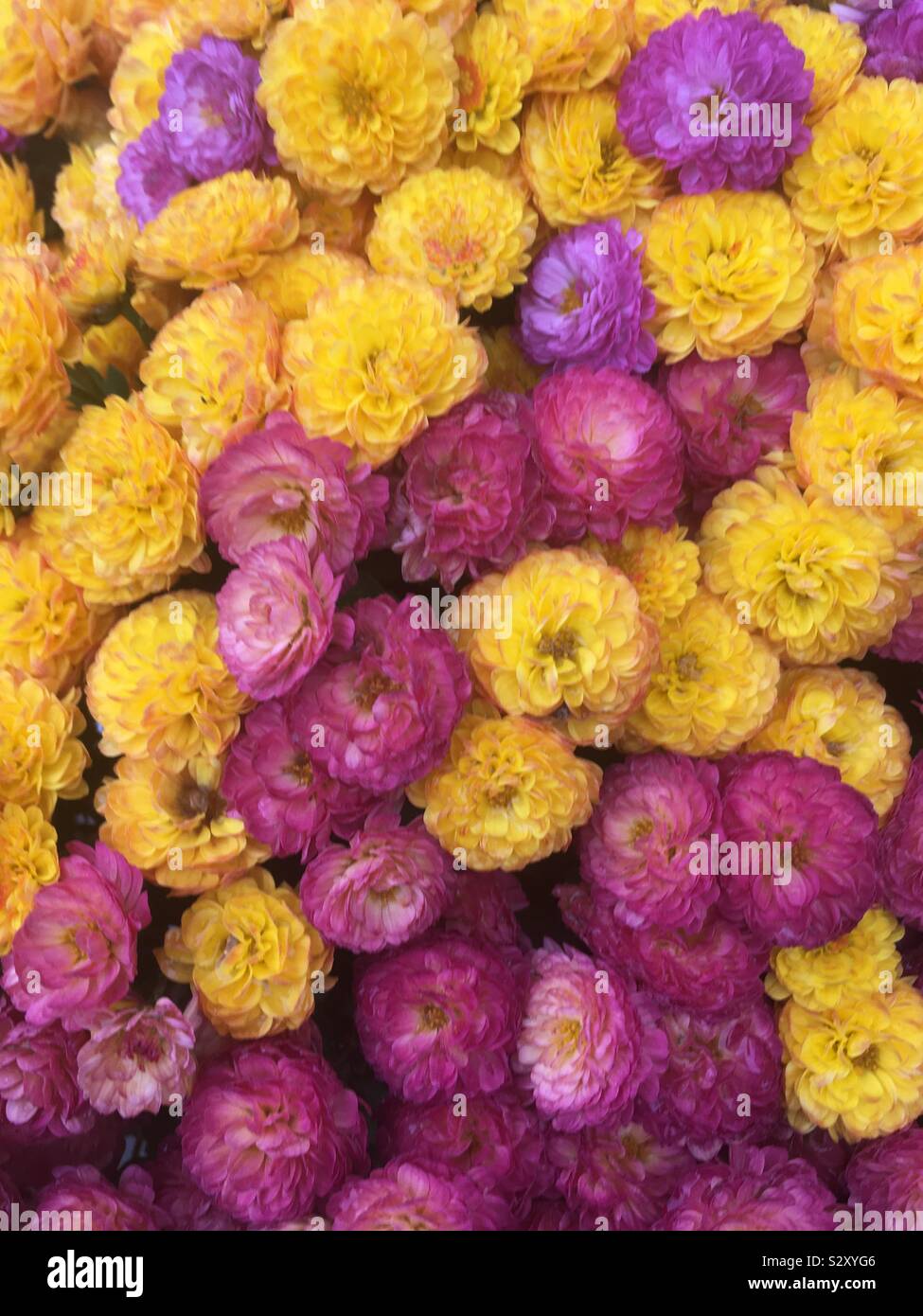 Mixed colorful flowers hi-res stock photography and images - Alamy