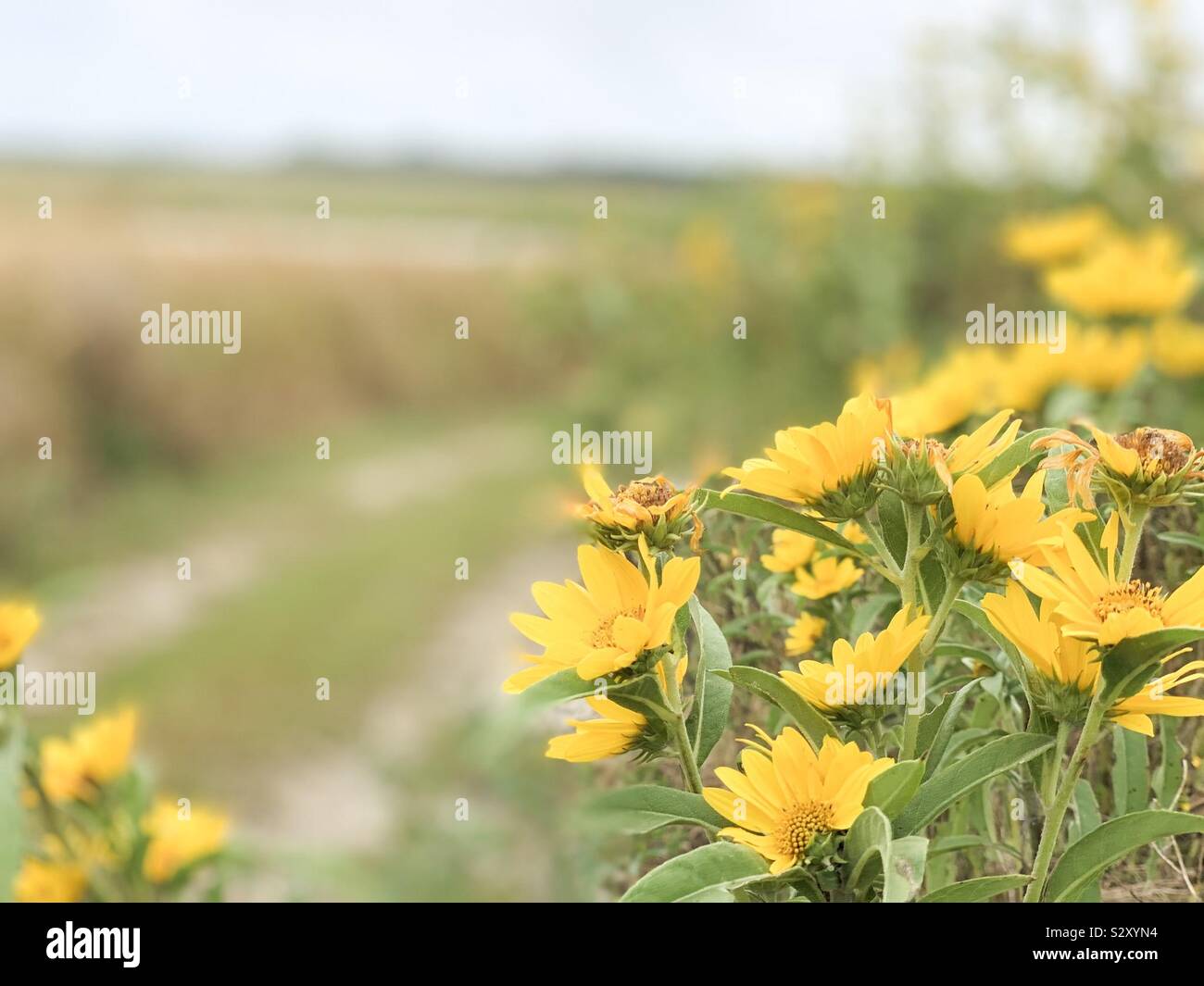 Sunflowers and kansas hi-res stock photography and images - Alamy