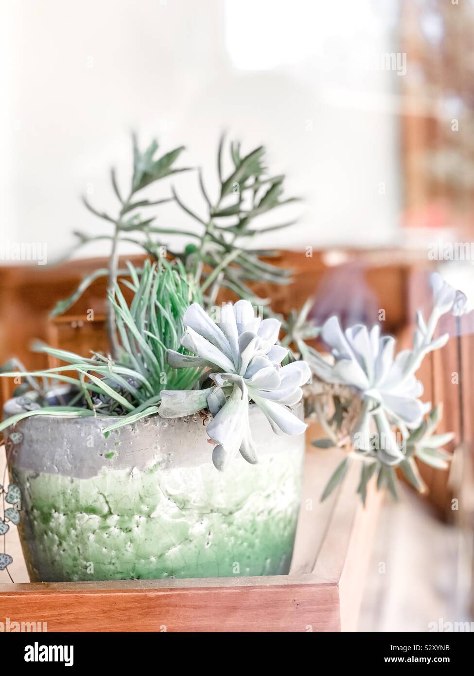 Succulents window hi-res stock photography and images - Alamy