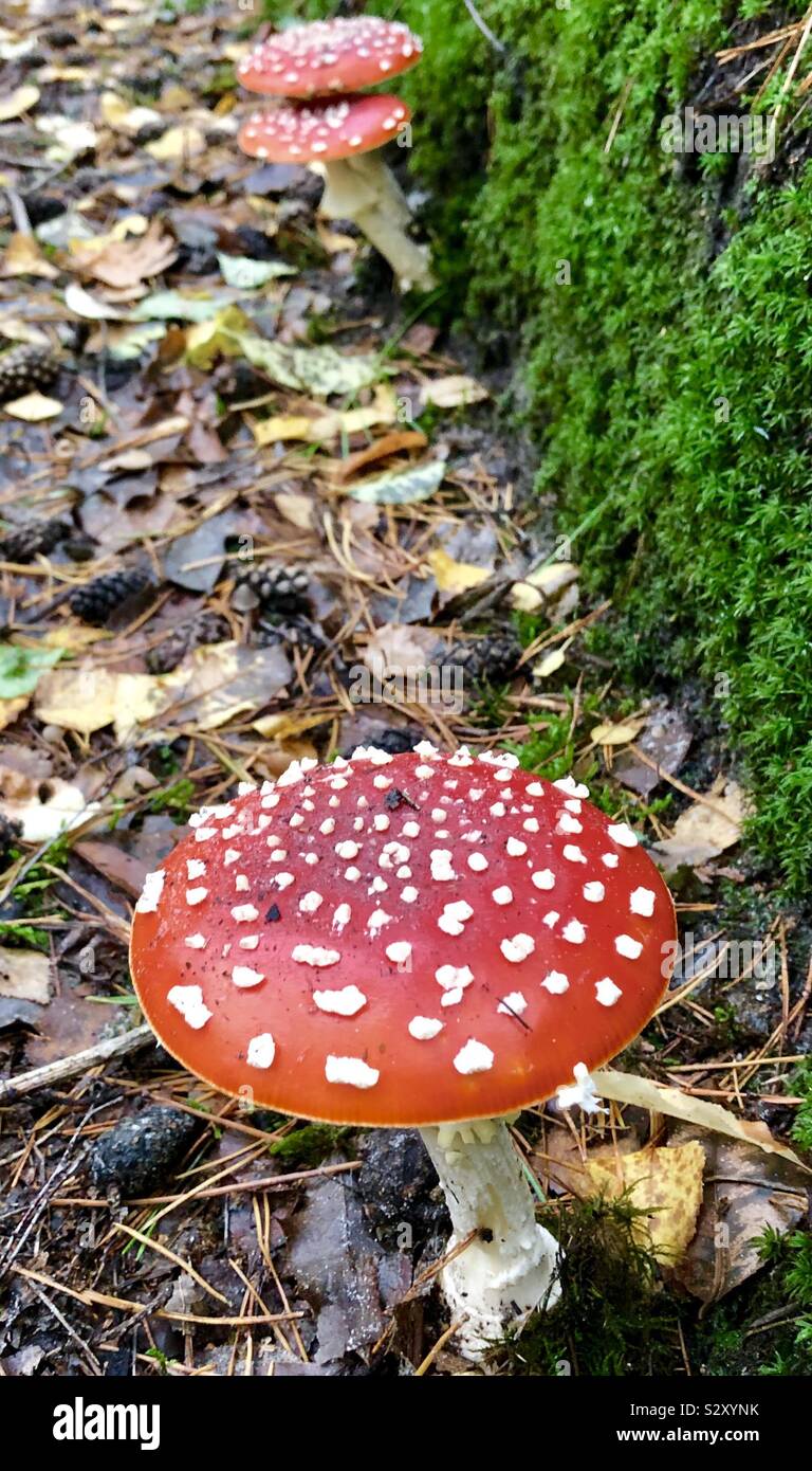 Toadstools in autumn Stock Photo - Alamy