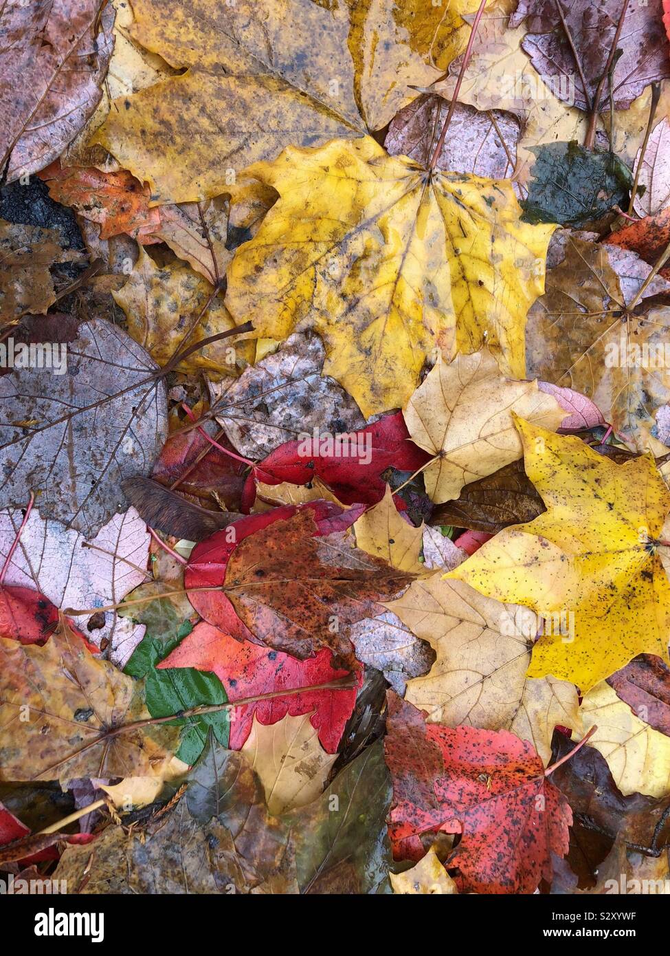 Colorful wet autumn leaves on the ground Stock Photo - Alamy