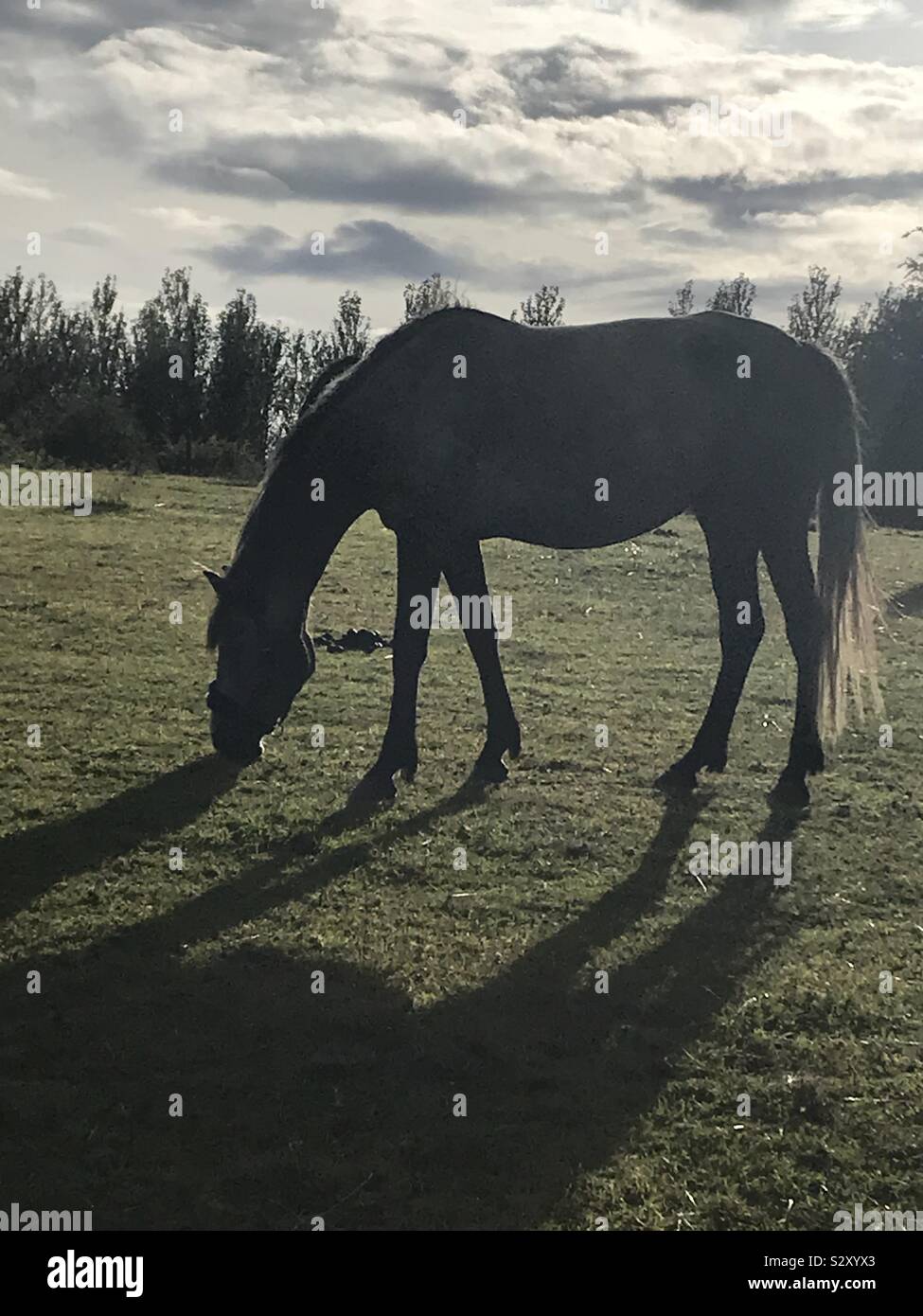 Horse shadow hi-res stock photography and images - Alamy