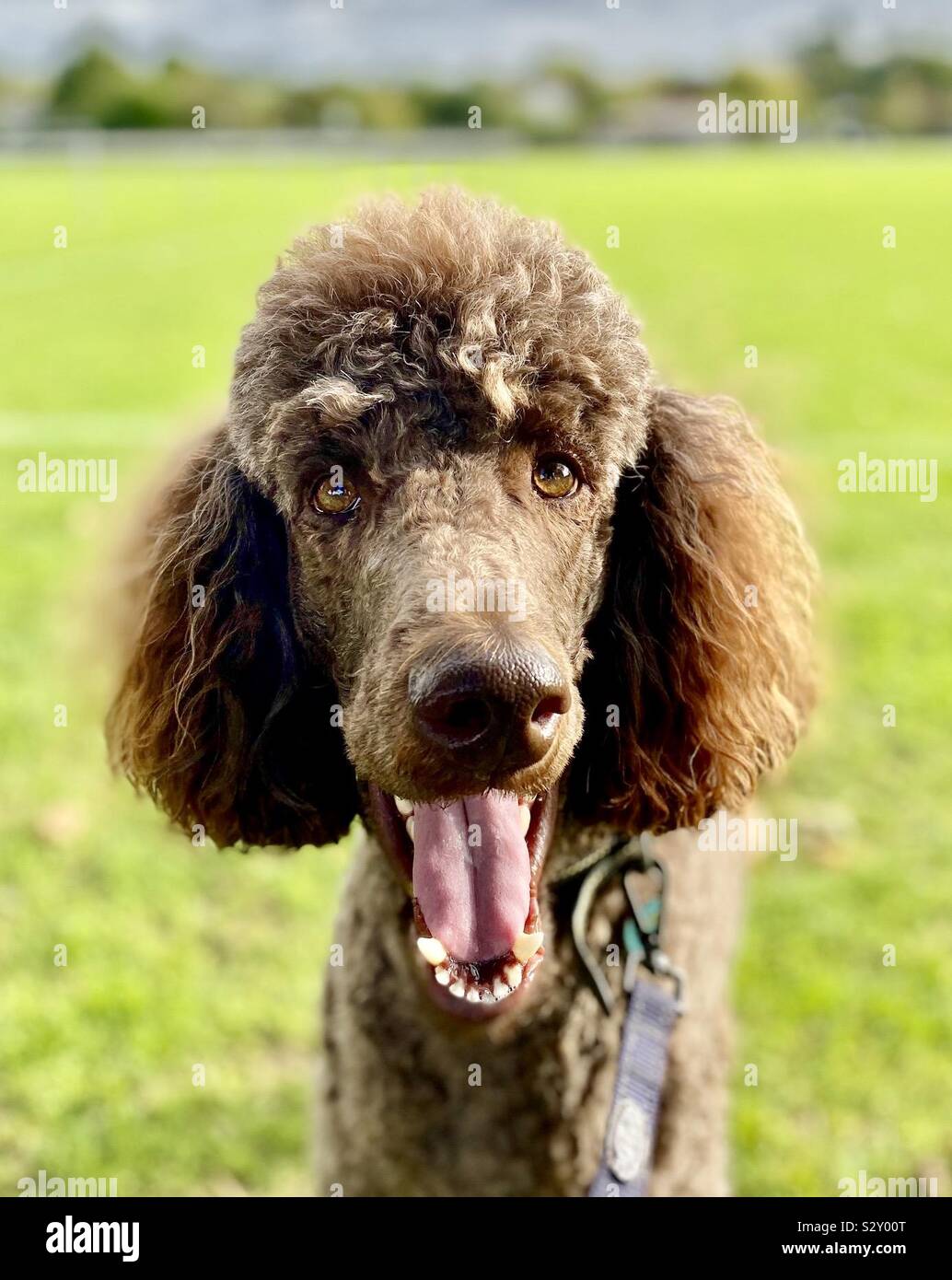 Are Standard Poodles Mouthy