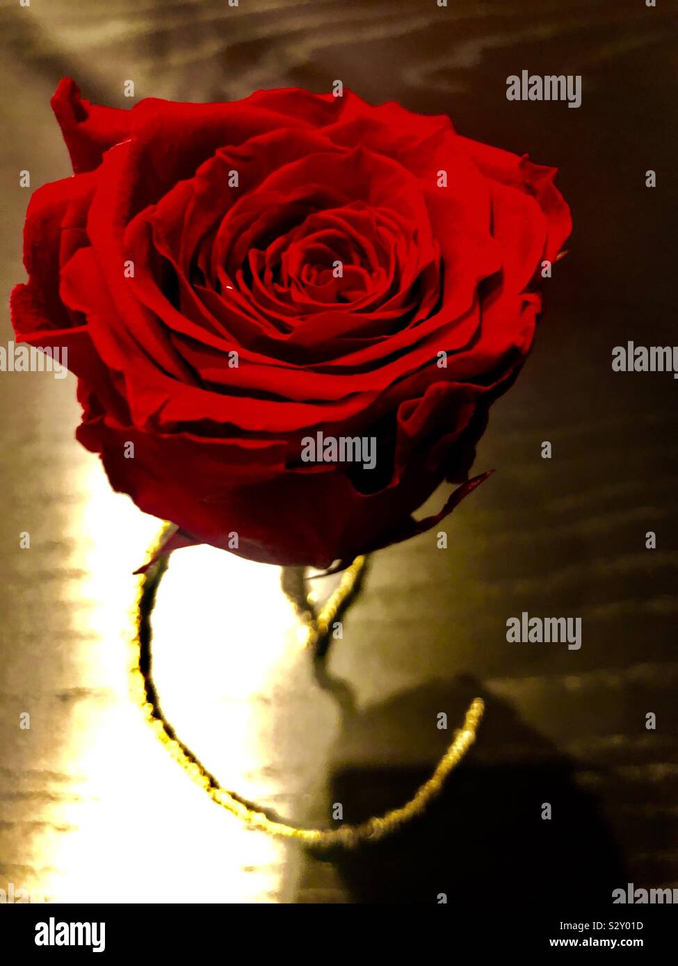 Dead rose hi-res stock photography and images - Alamy