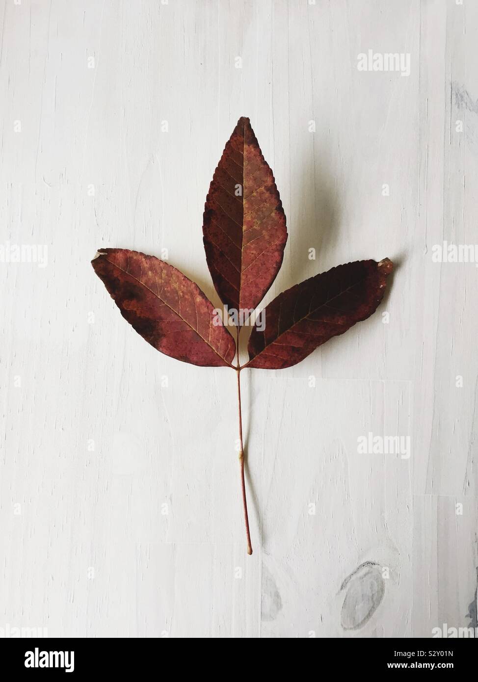 Minimal and neutral hi-res stock photography and images - Alamy