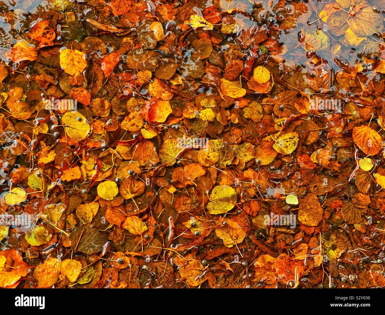 Fallen leaves in a pool of rain water Stock Photo - Alamy