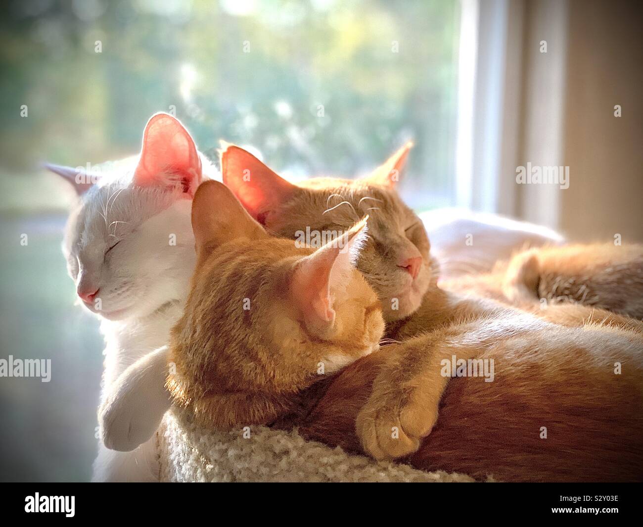 Snuggle Cat High Resolution Stock Photography and Images - Alamy