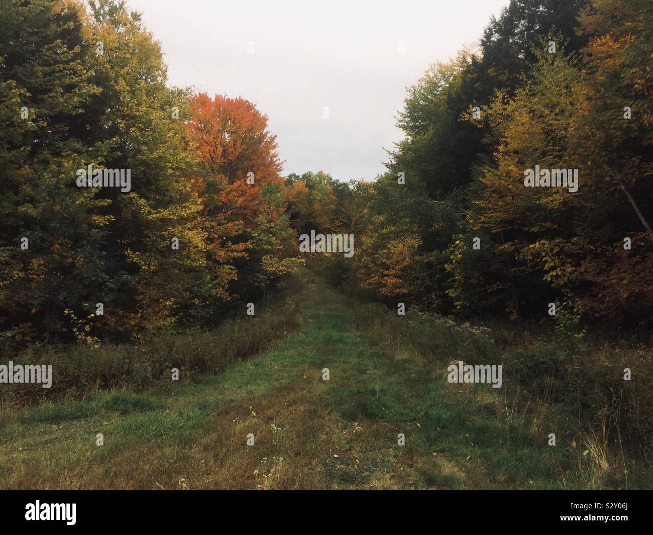 Fall woods path hi-res stock photography and images - Alamy