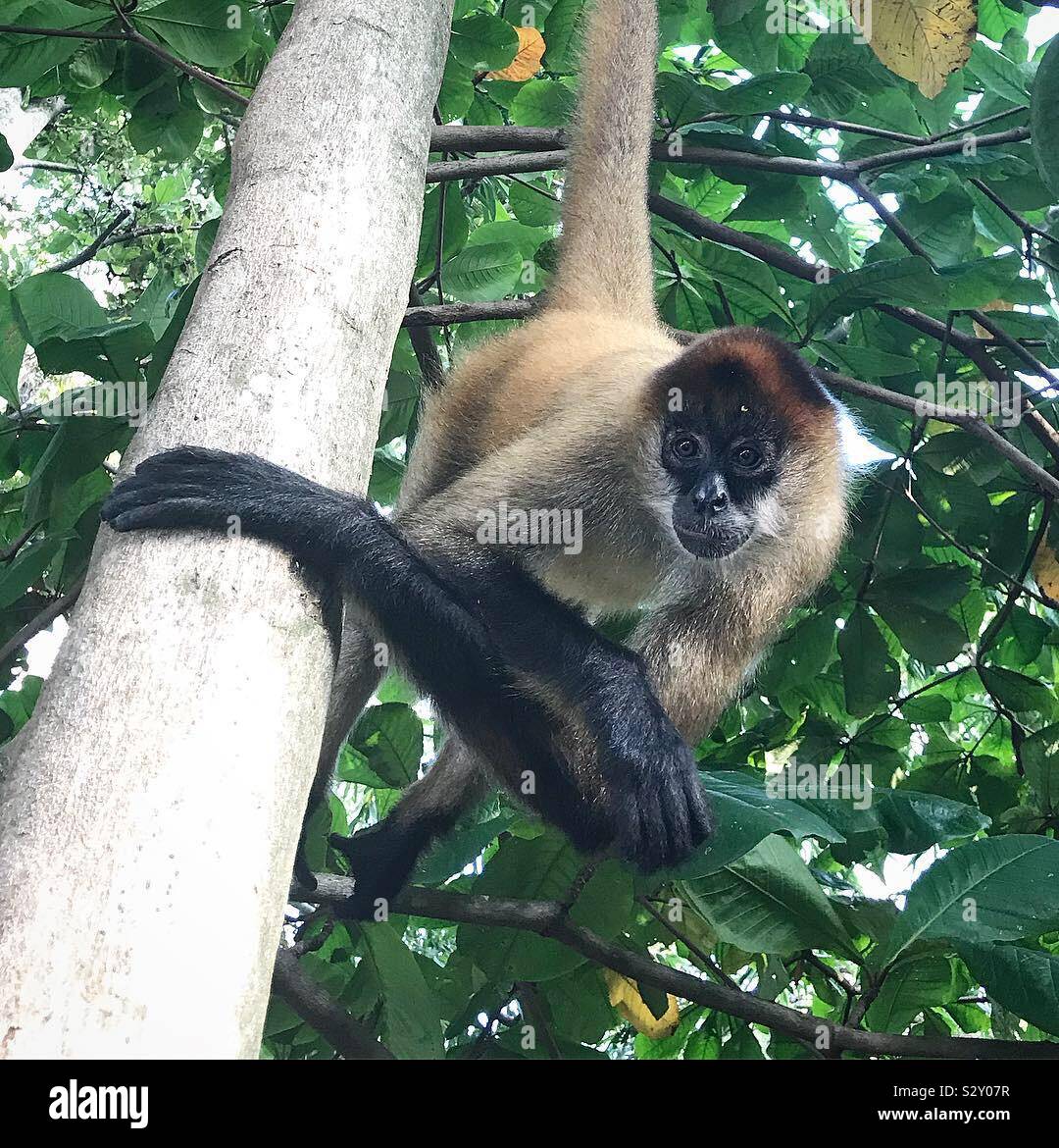 Jungle spider monkey hi-res stock photography and images - Alamy