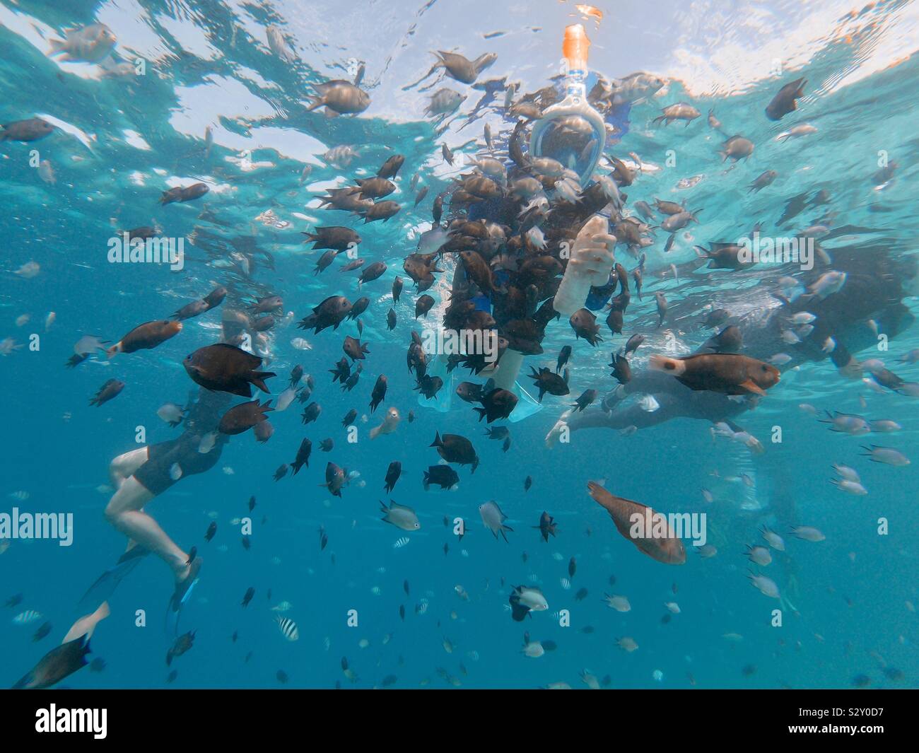 snorkelling in flores sea Stock Photo - Alamy