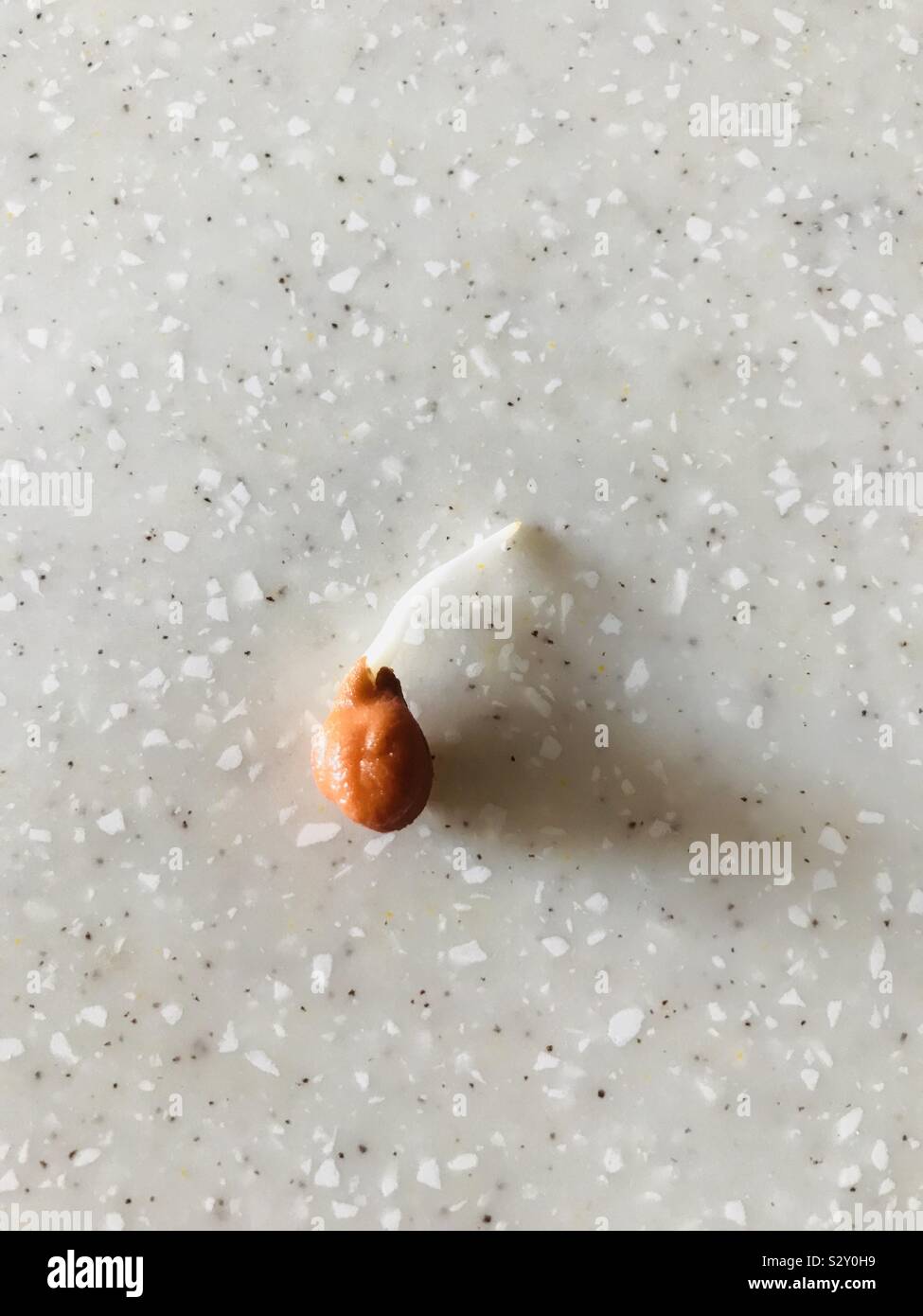 Seed spores hi-res stock photography and images - Alamy