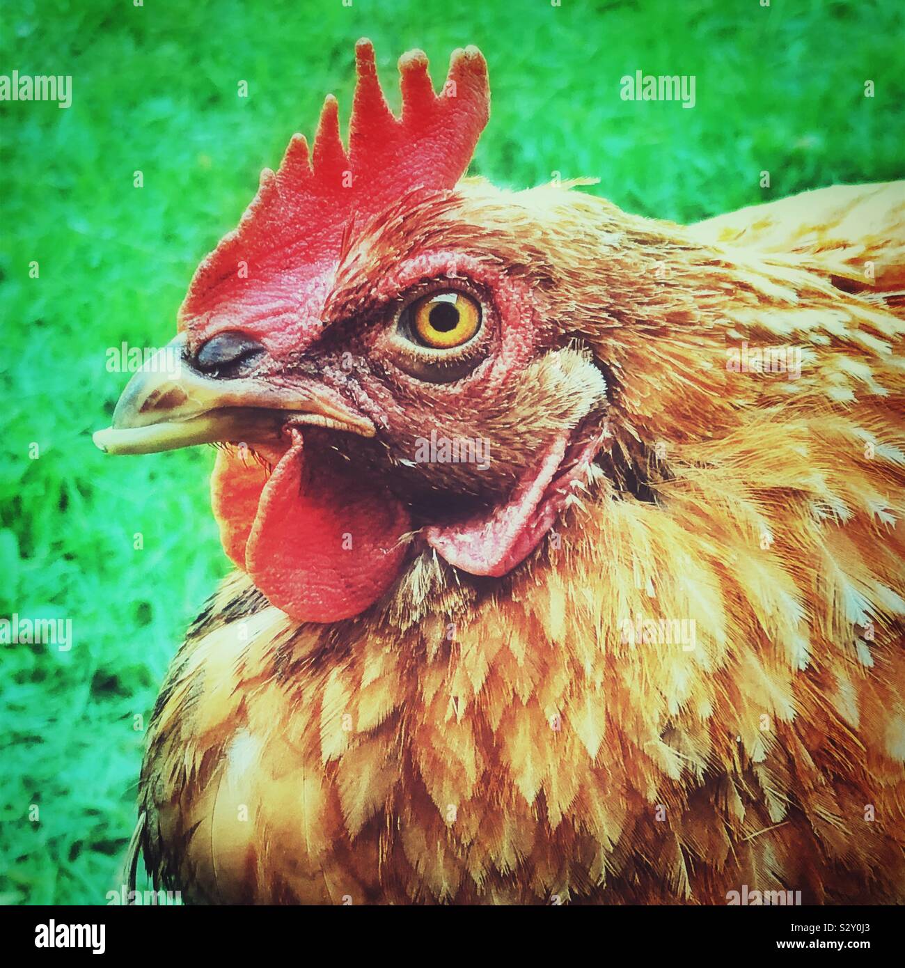 Closeup portrait of chicken with green background Stock Photo - Alamy