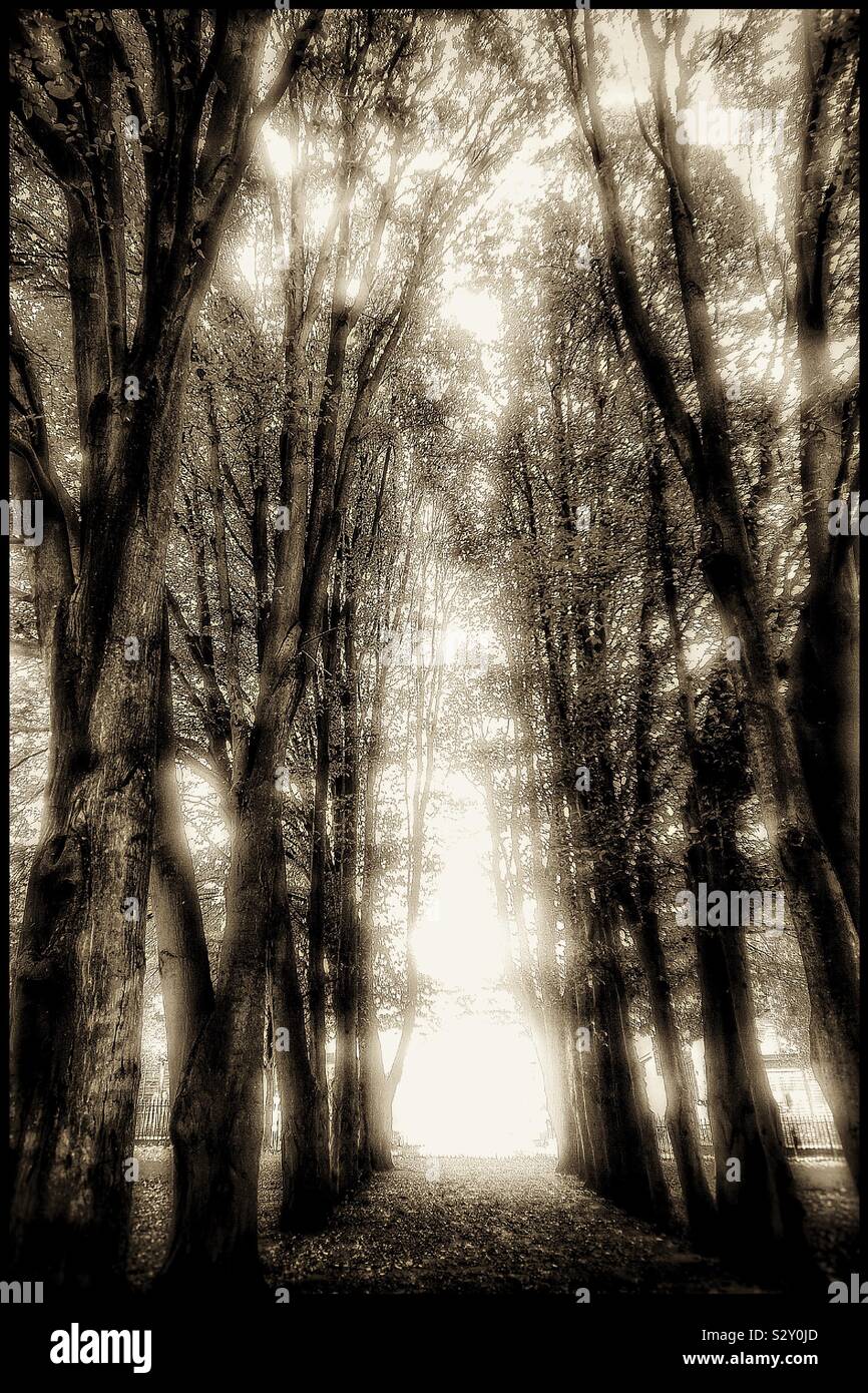 Stark tree hi-res stock photography and images - Alamy