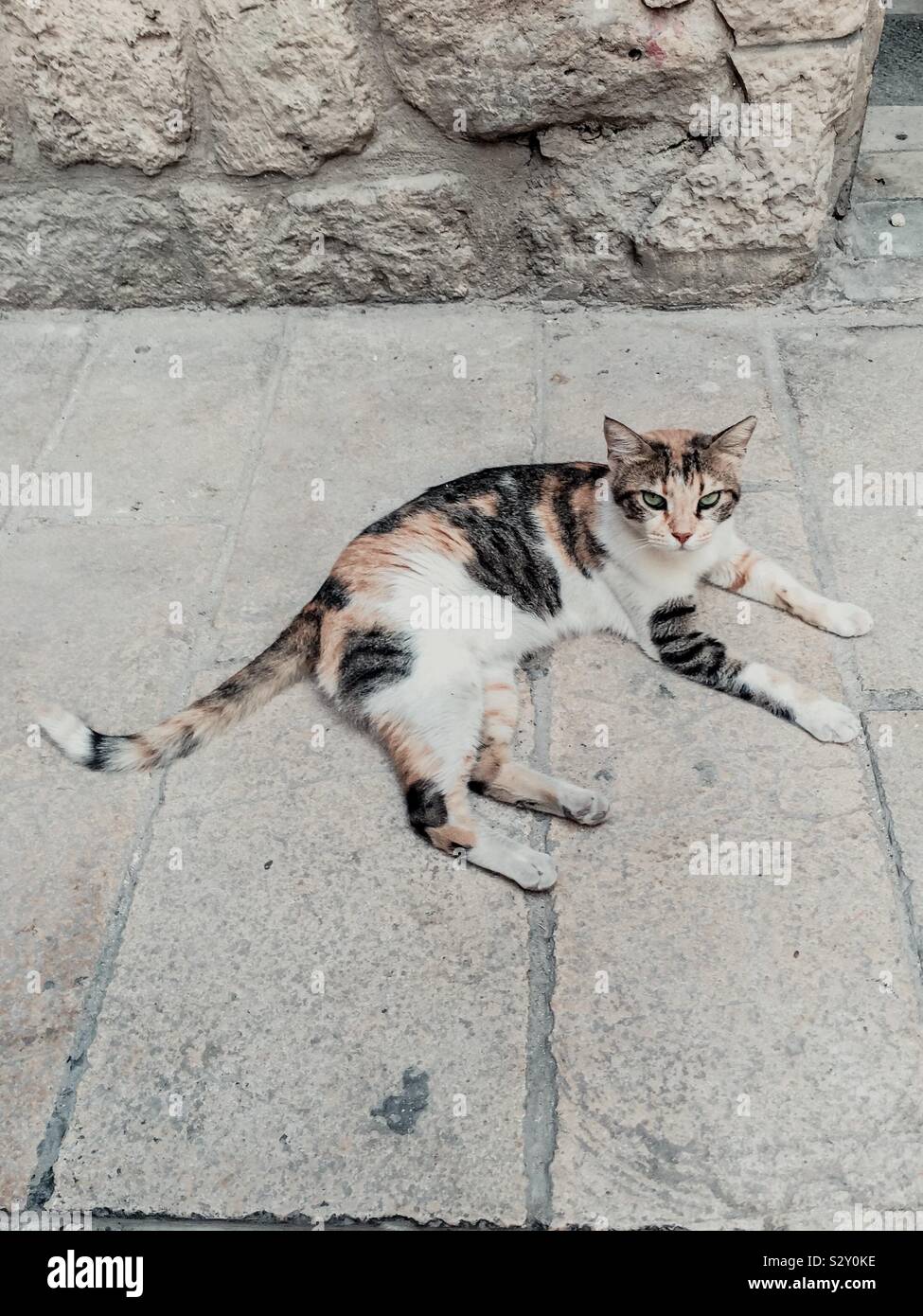 Jerusalem cat hi-res stock photography and images - Alamy