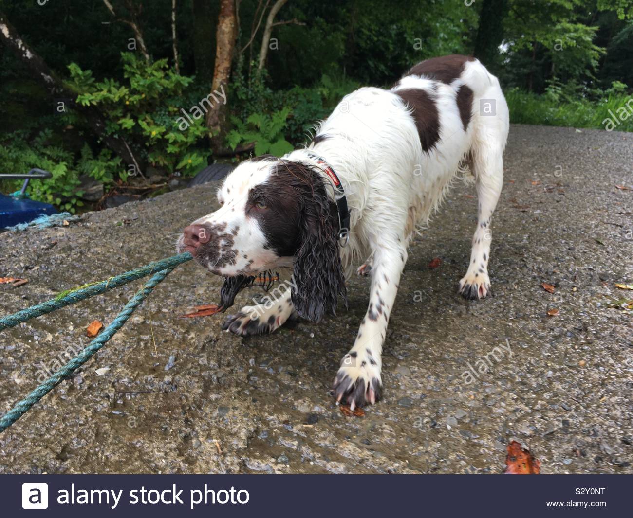 Dog Pulling Stock Photos & Dog Pulling Stock Images - Alamy